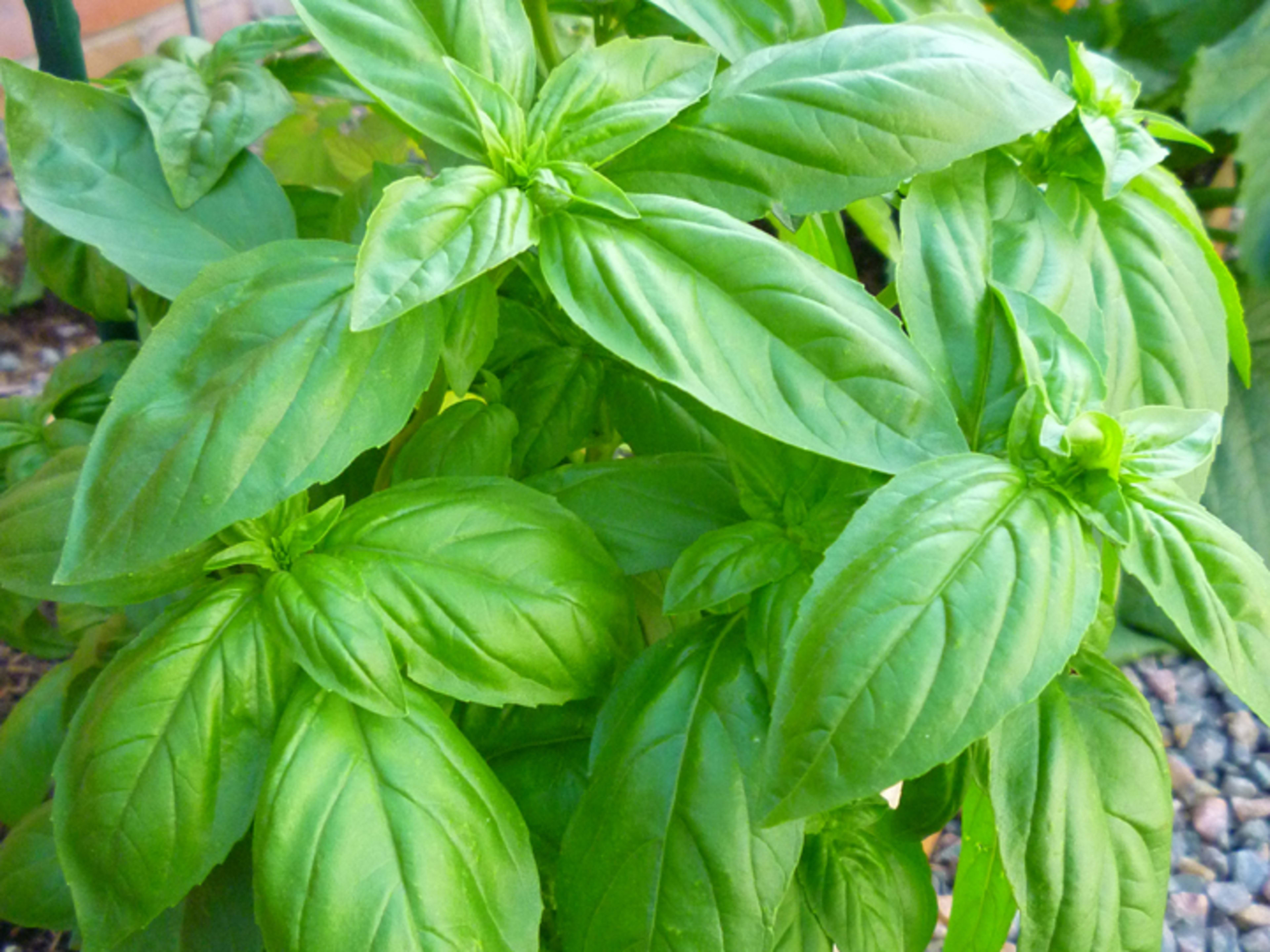 How to Care for Sweet Basil - Dengarden