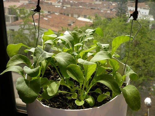 Growing Arugula in Pots and Containers: A Basic Guide - Dengarden