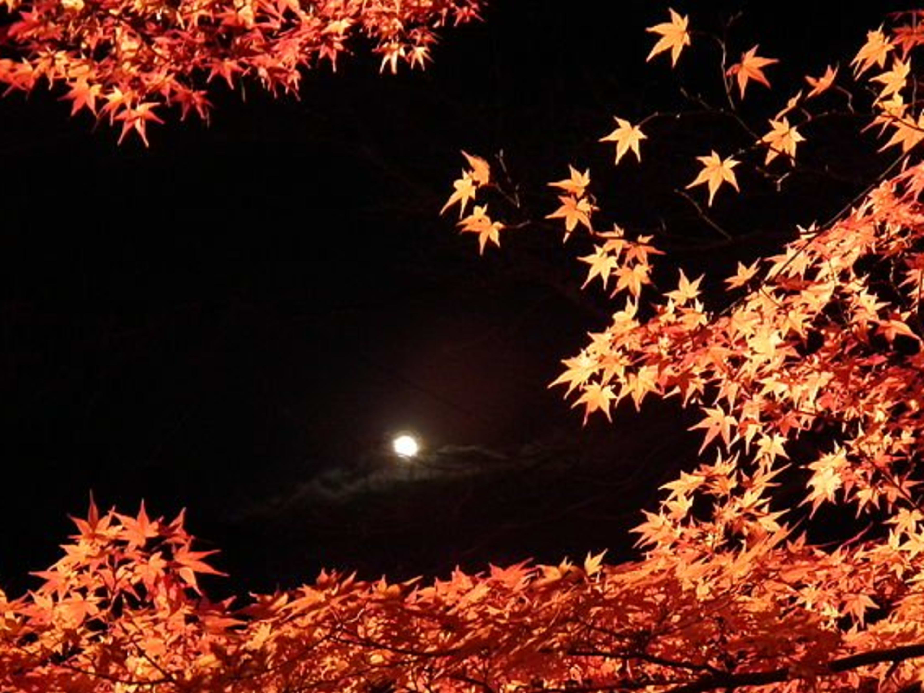 Kaede: The Japanese Maple Tree - Dengarden