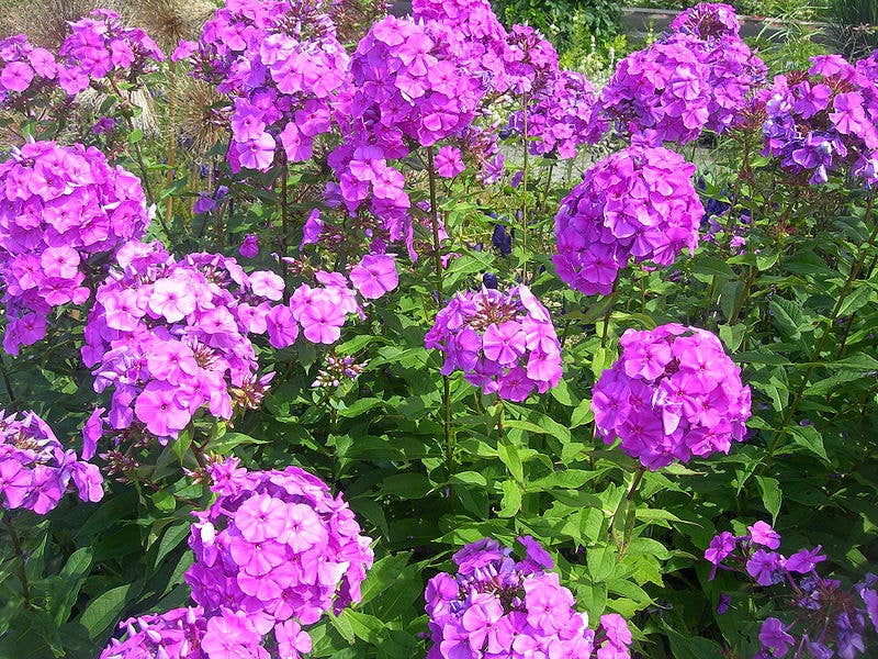 How to Grow Garden Phlox for a Late Summer Bloom - Dengarden