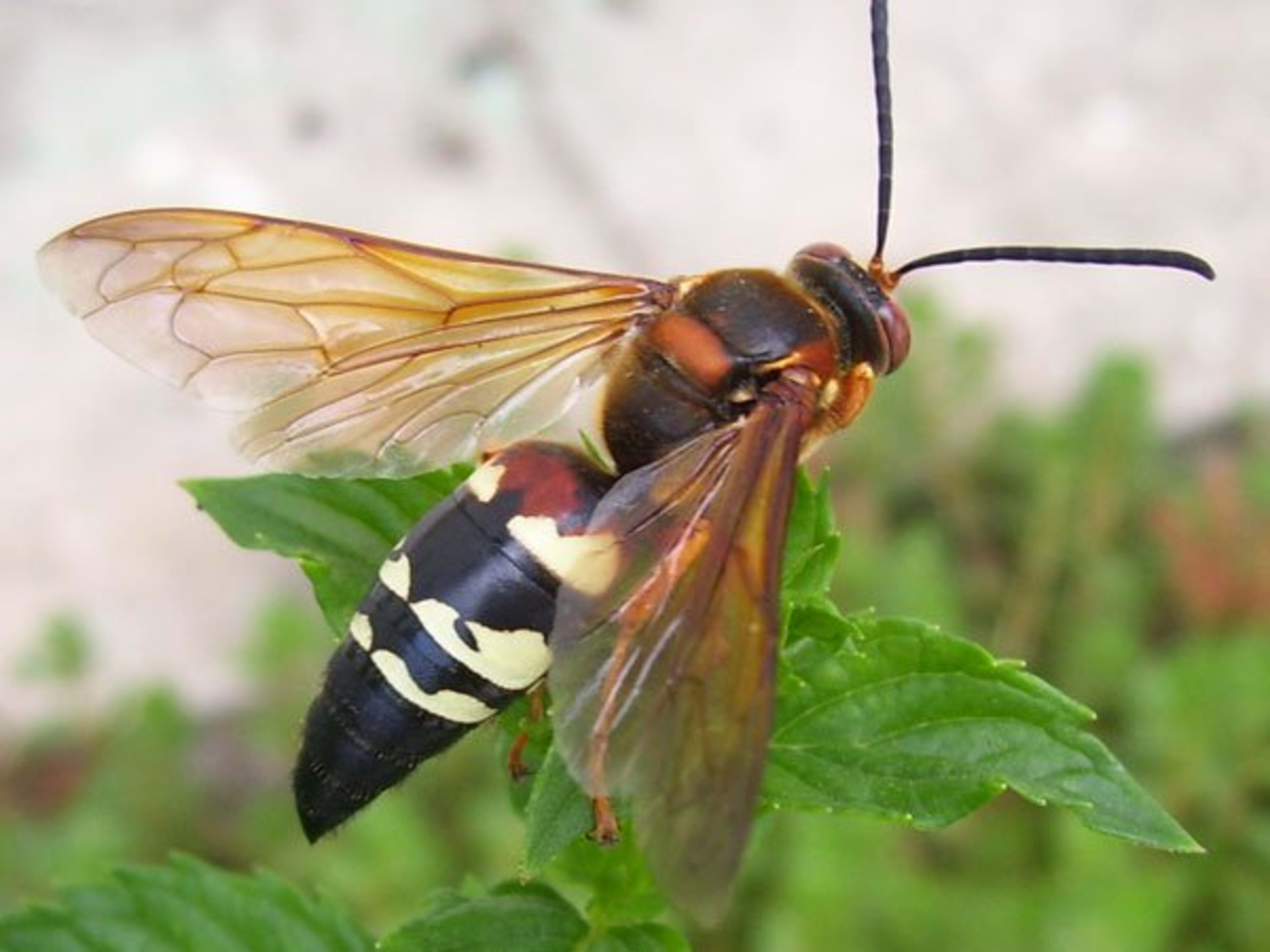 How To Get Rid Of Cicada Killer Wasps