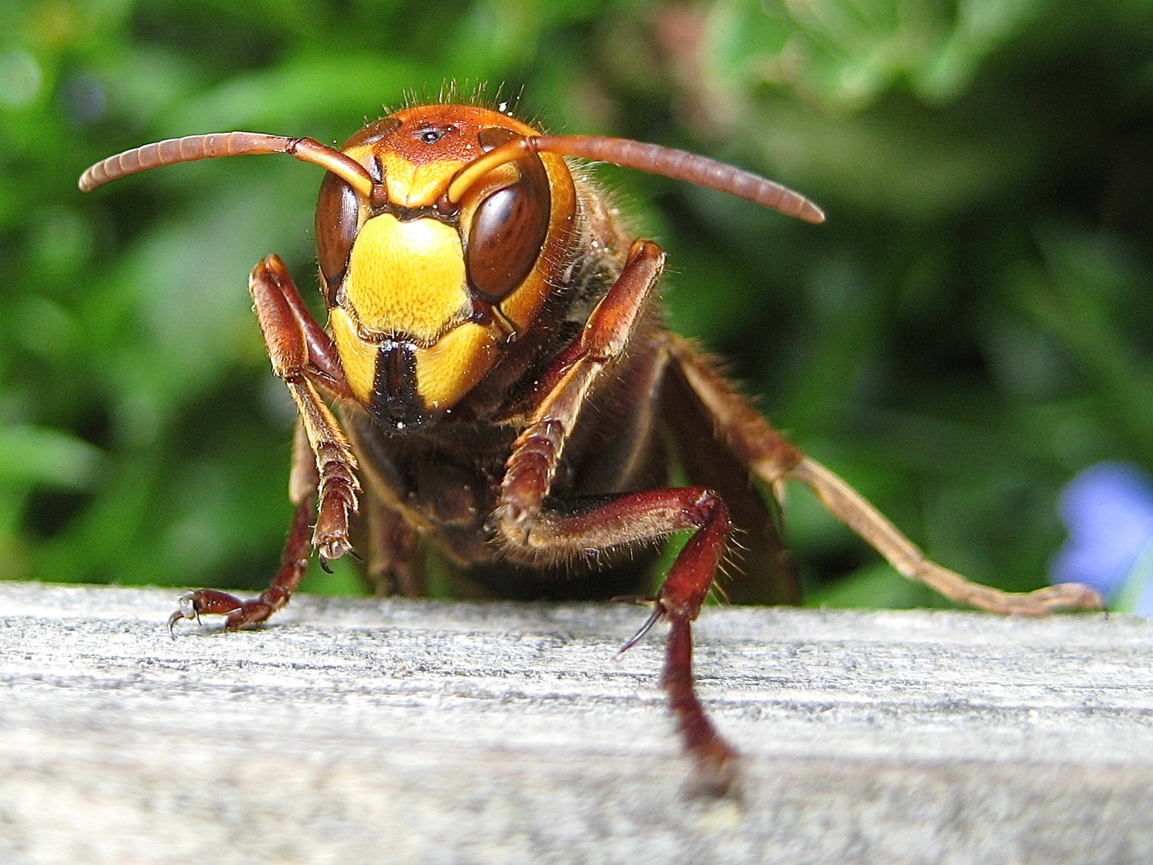 Interesting Facts About Hornets: Large Wasps With Paper Nests - Dengarden
