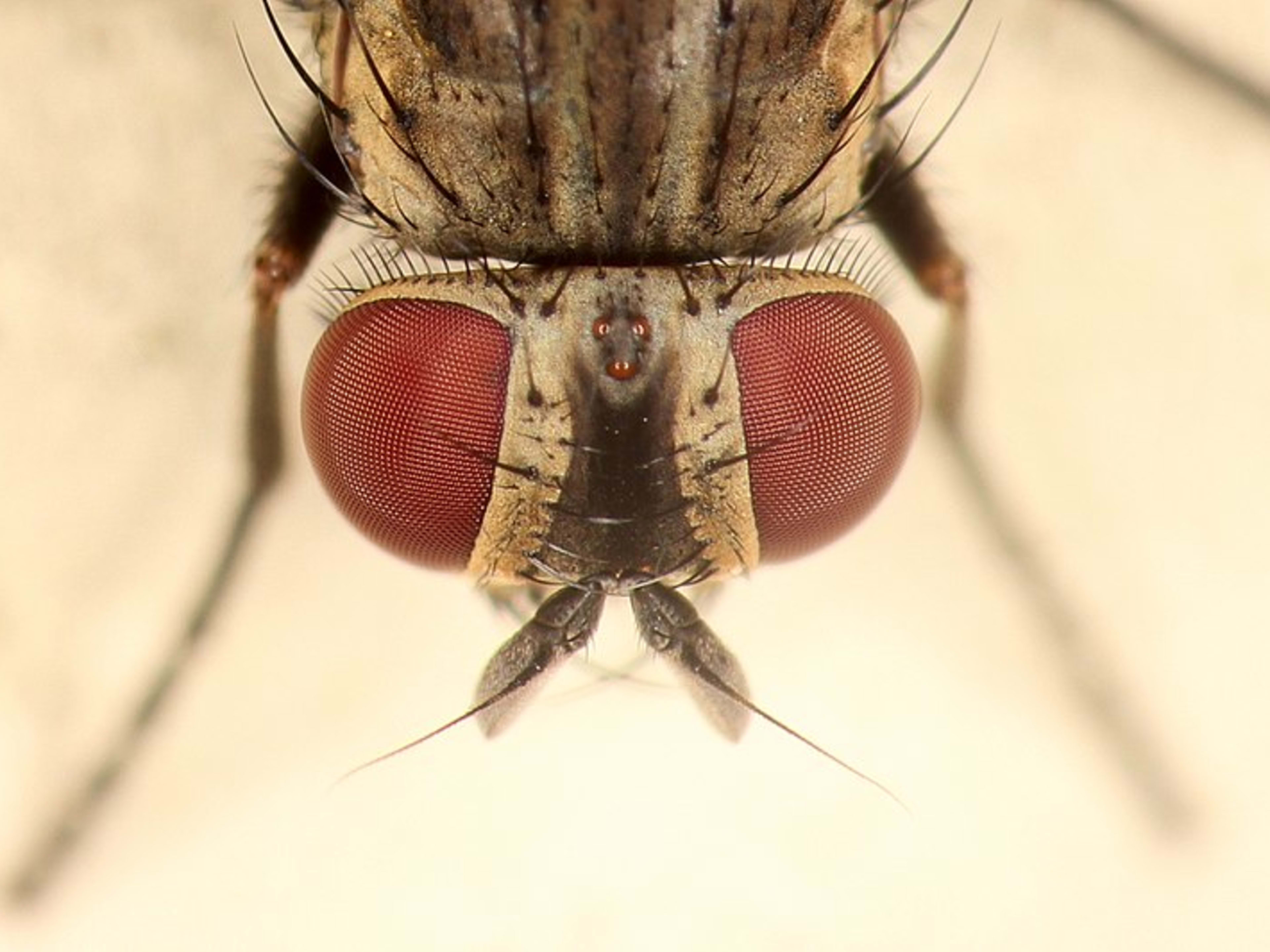 How Houseflies Can Bring Dangerous Bacteria Into Your Home - Dengarden