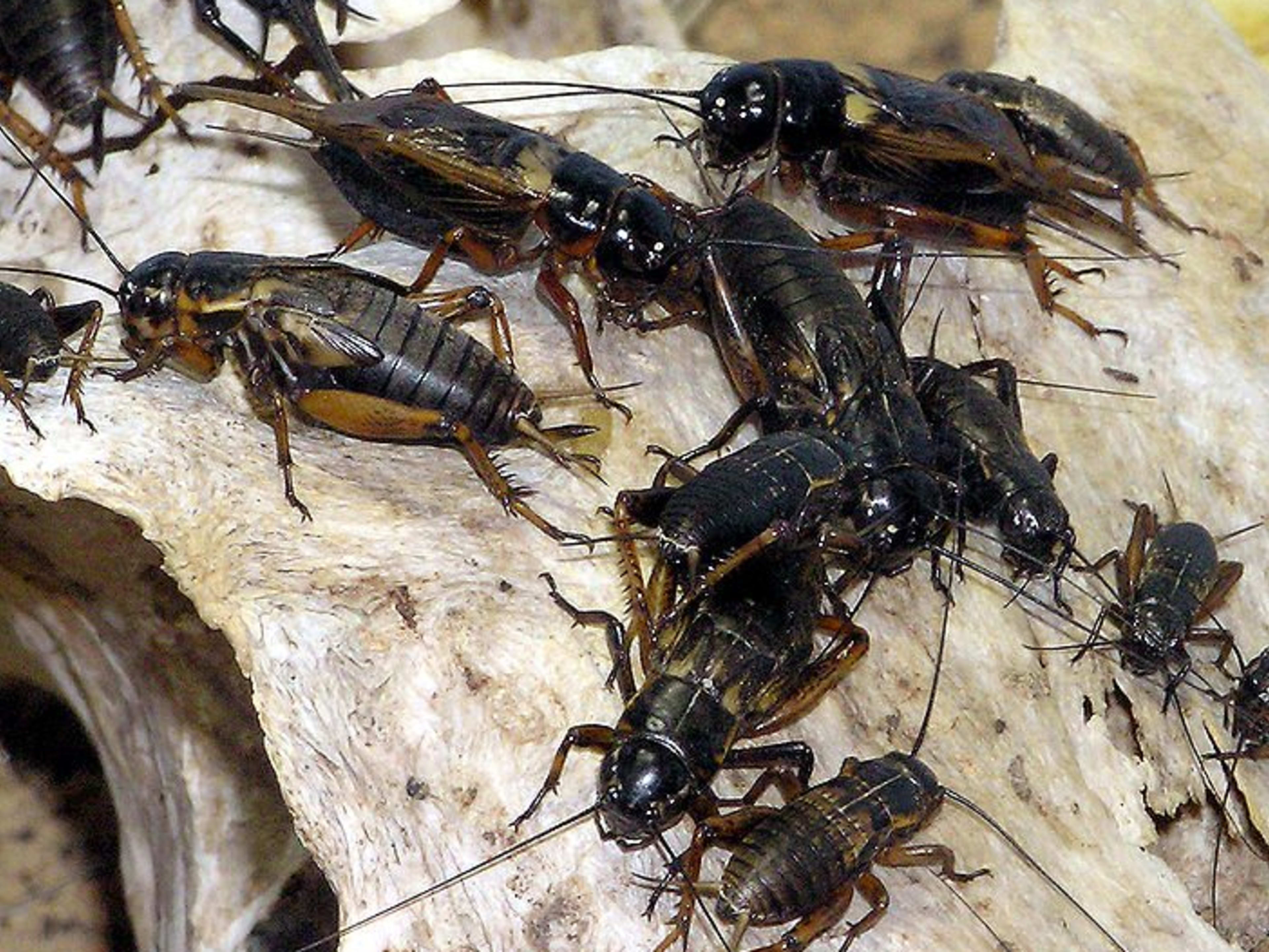 How to Get Rid of Crickets Inside Your House - Dengarden