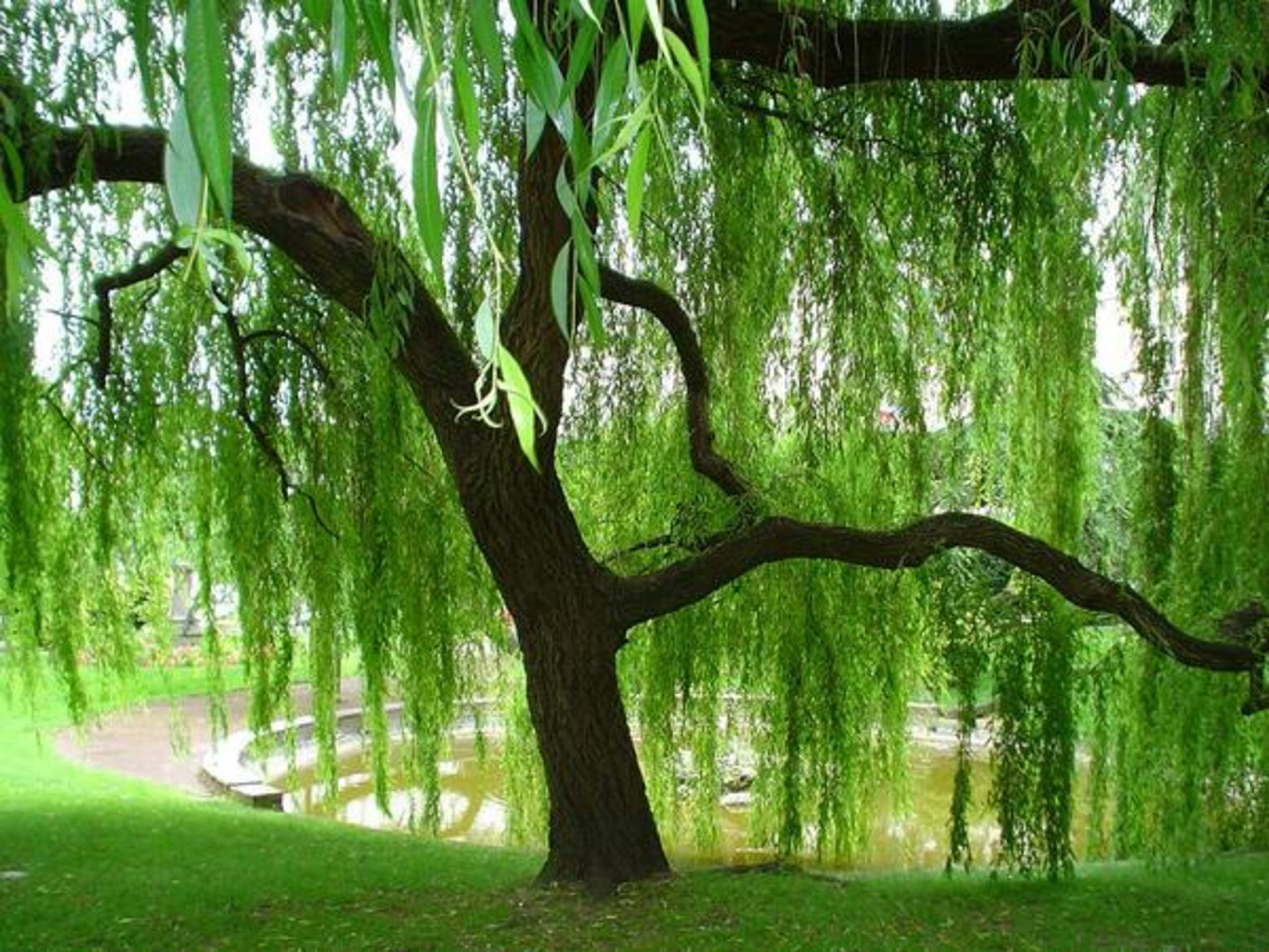 Everything You Need to Know About Weeping Willow Trees - Dengarden