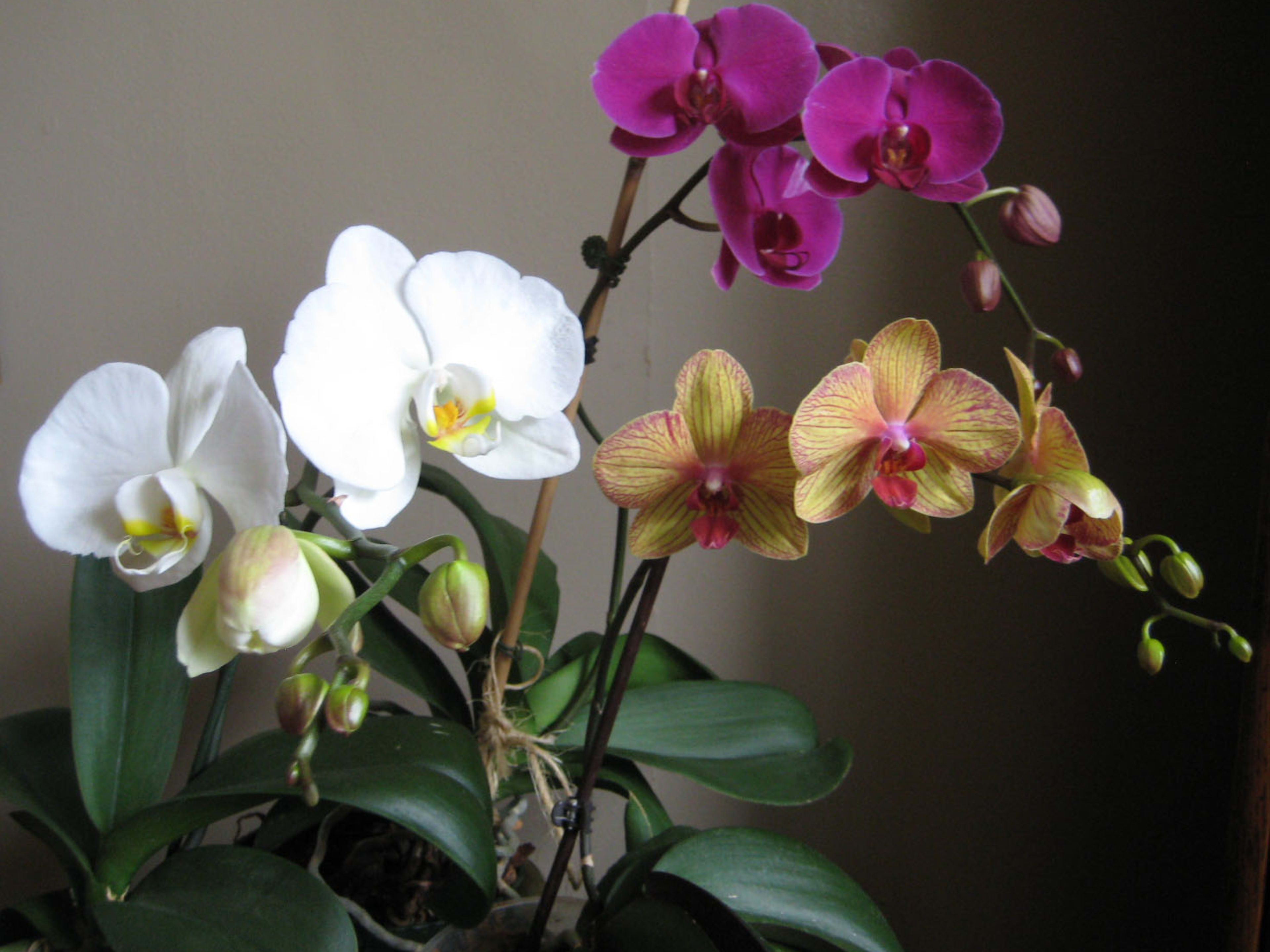 Easy Orchid for Beginners: The Moth Orchid - Dengarden