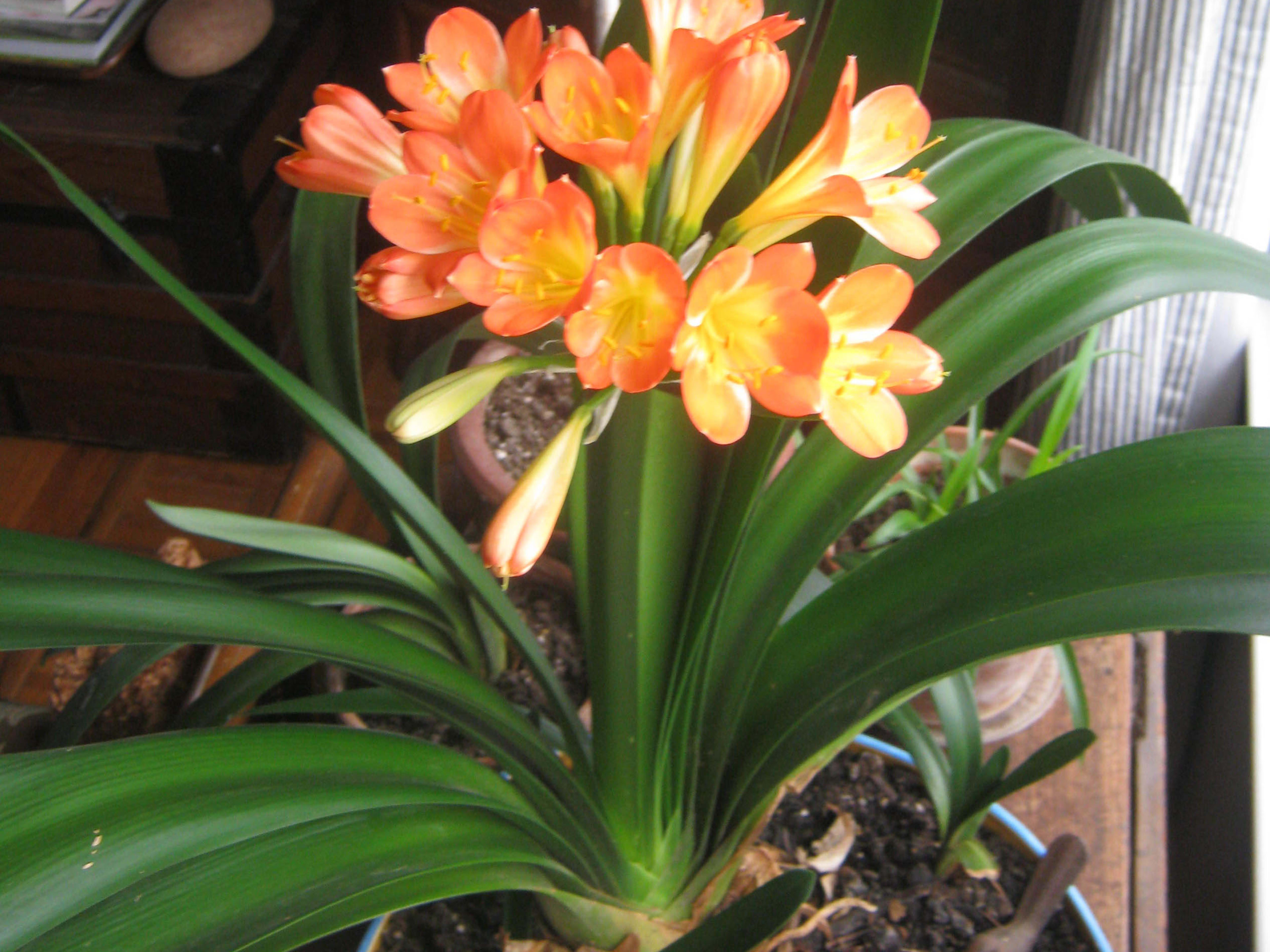 Clivea Miniata: An Easy-to-Care-for Flowering Houseplant - Dengarden