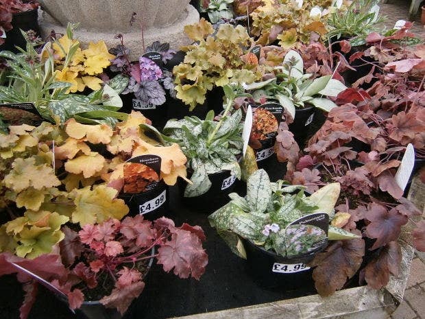 How to Grow Coral Bells (Heuchera) - Dengarden