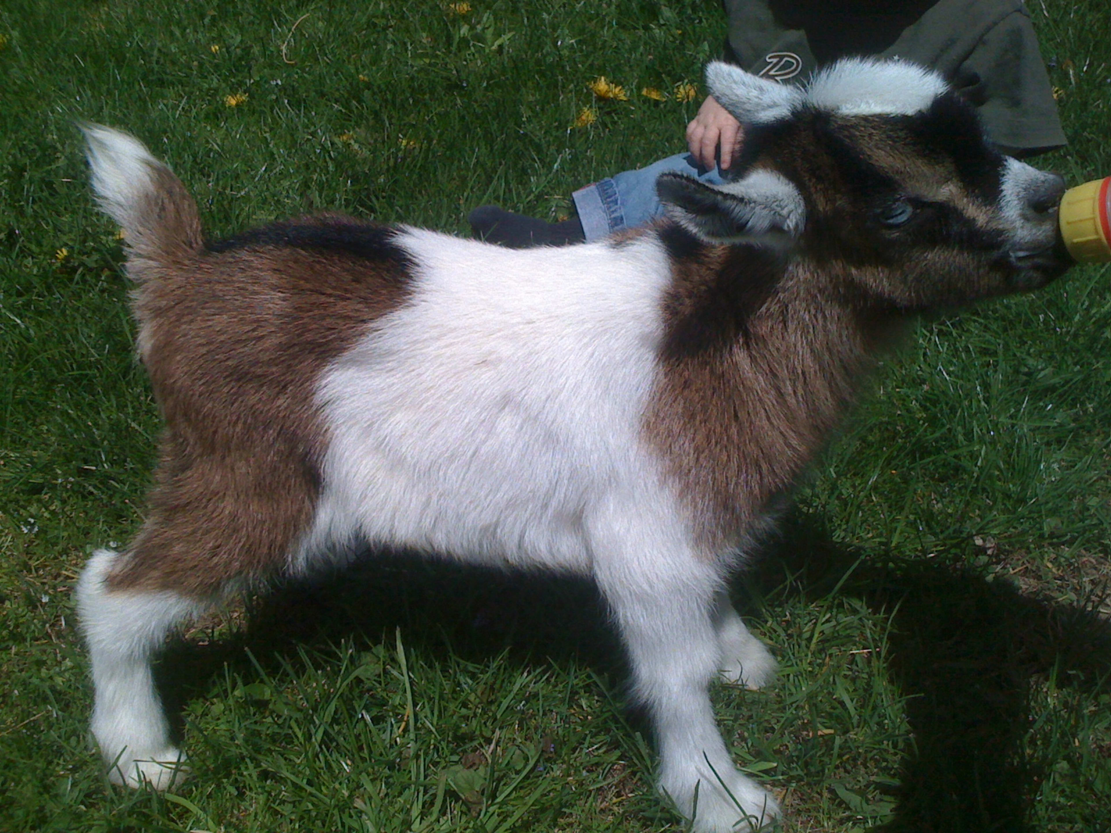 The Amazing Mini-Alpine Goats - Dengarden