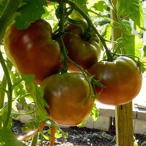 How to Grow a Spaghetti-Sauce Themed Garden