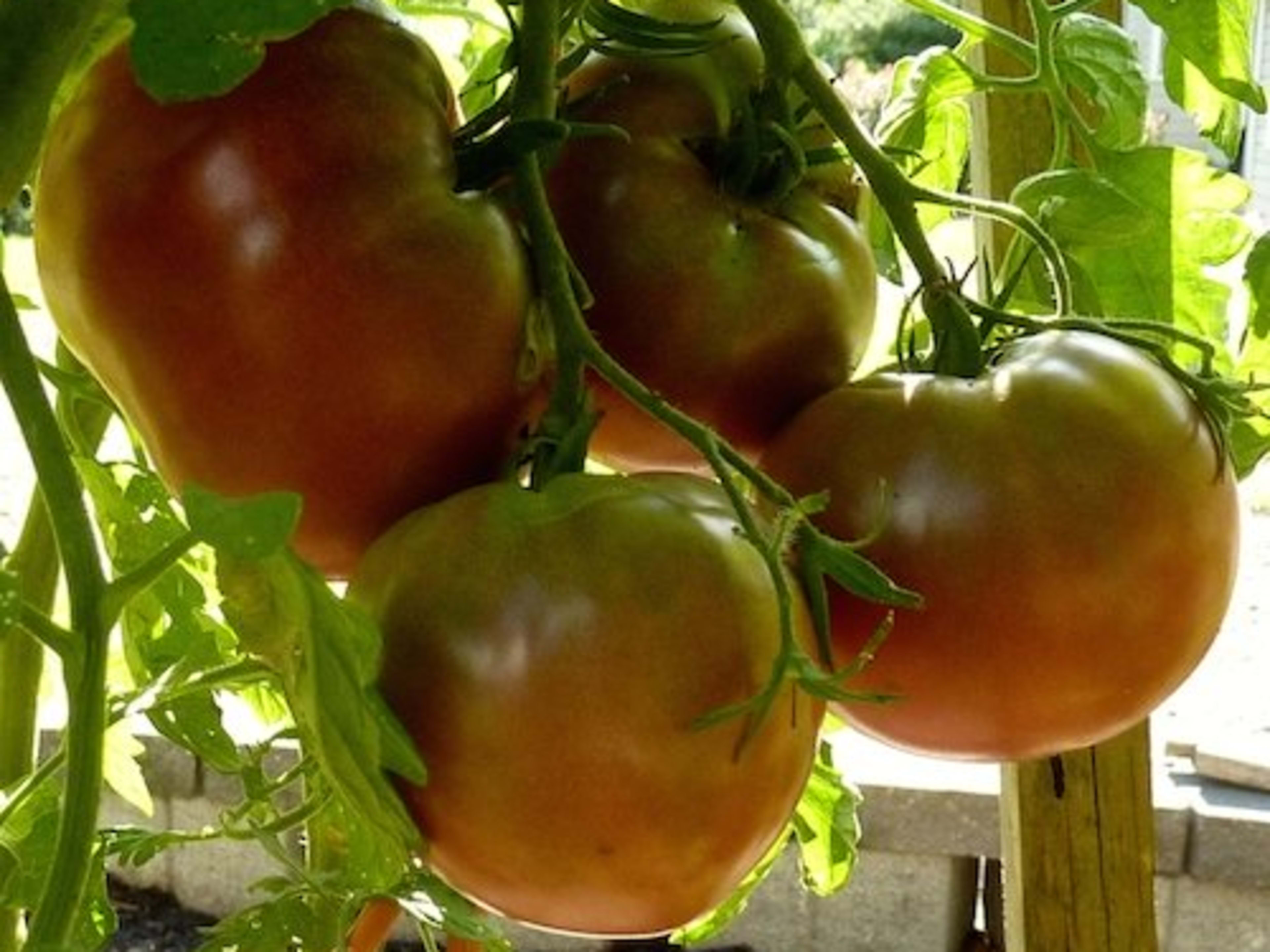 How to Grow a Spaghetti-Sauce Themed Garden - Dengarden