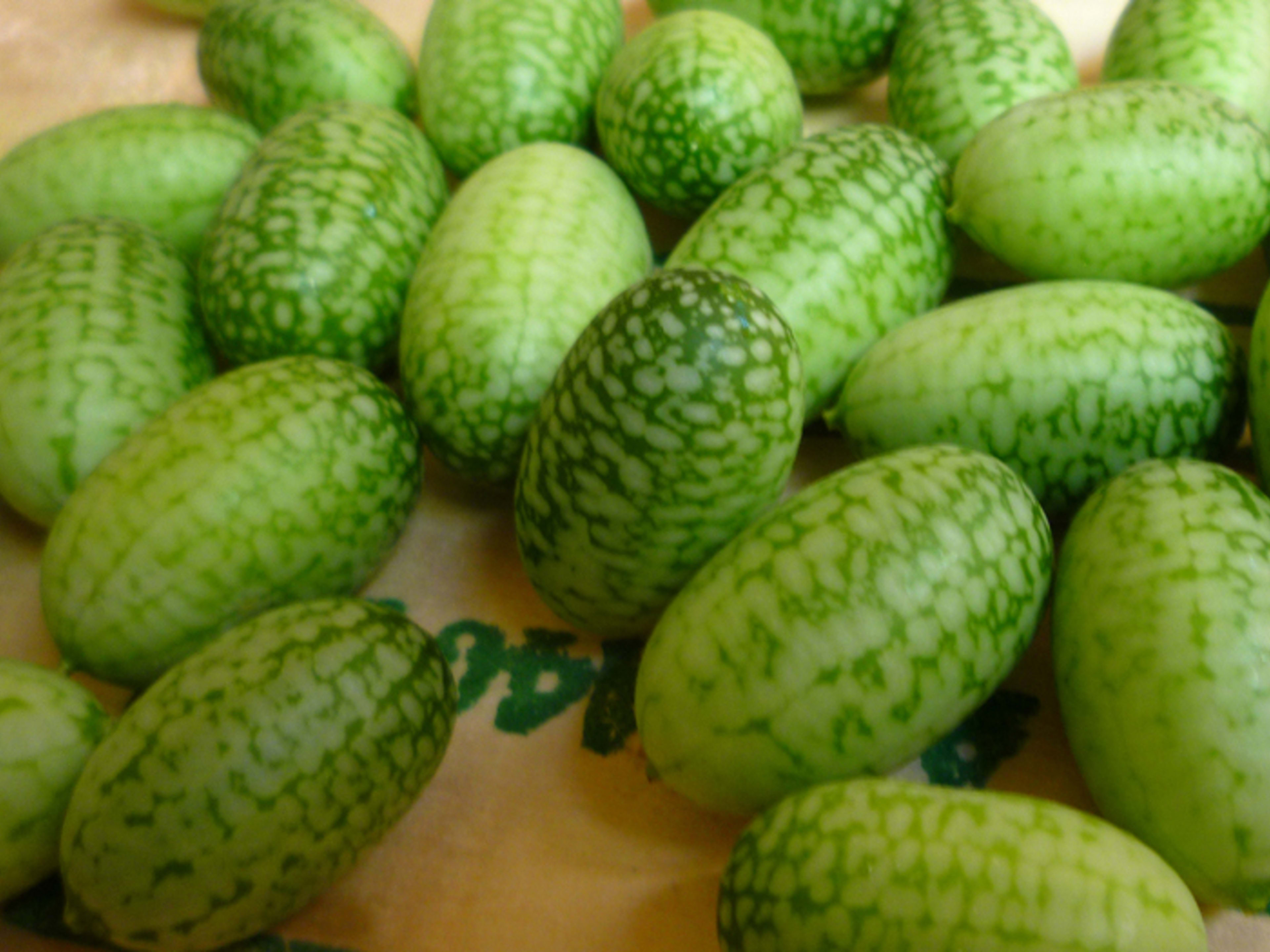 How to Grow Mouse Melons (aka Cucamelons) - Dengarden