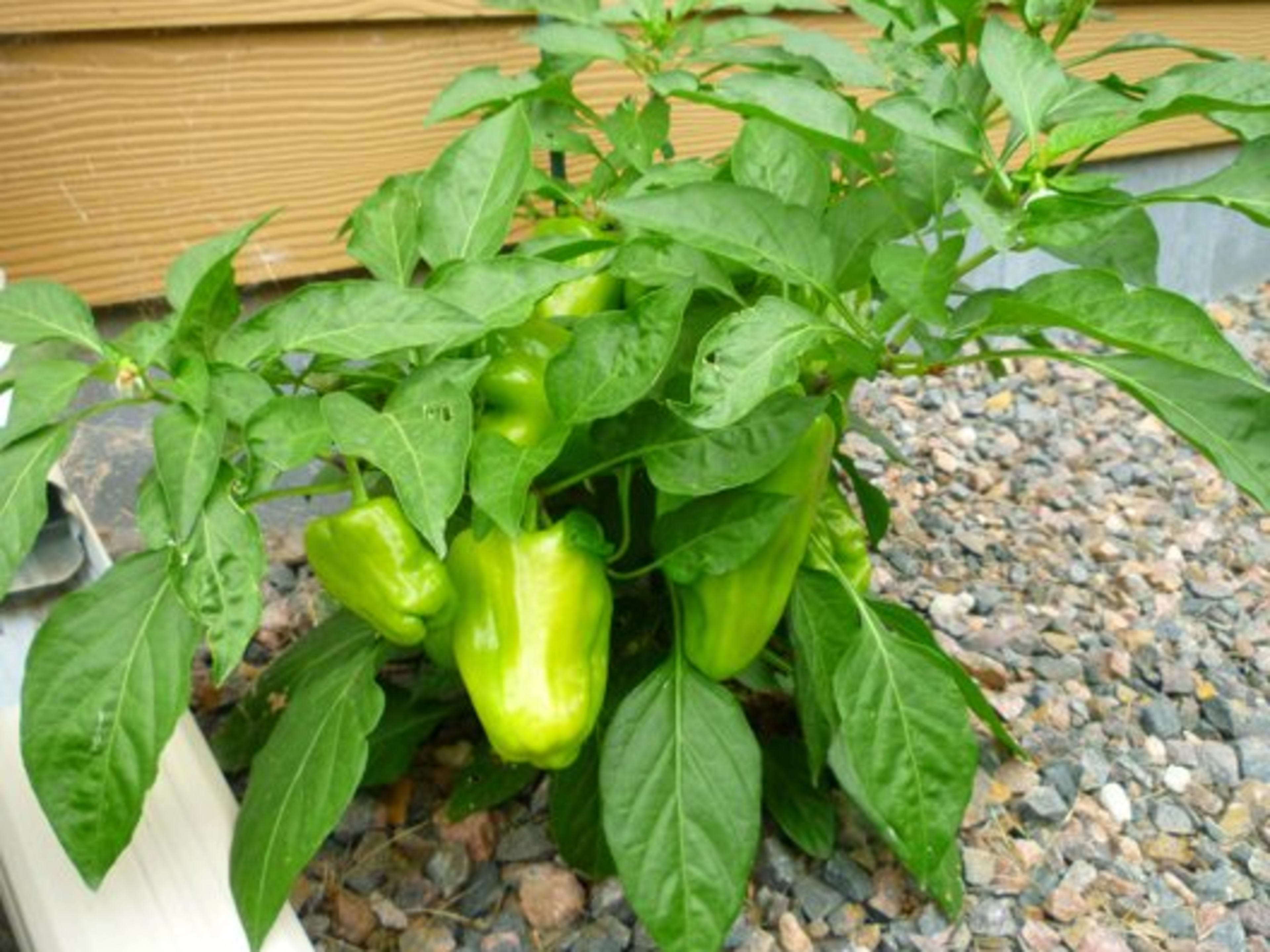 Caring for Pepper Plants - Dengarden