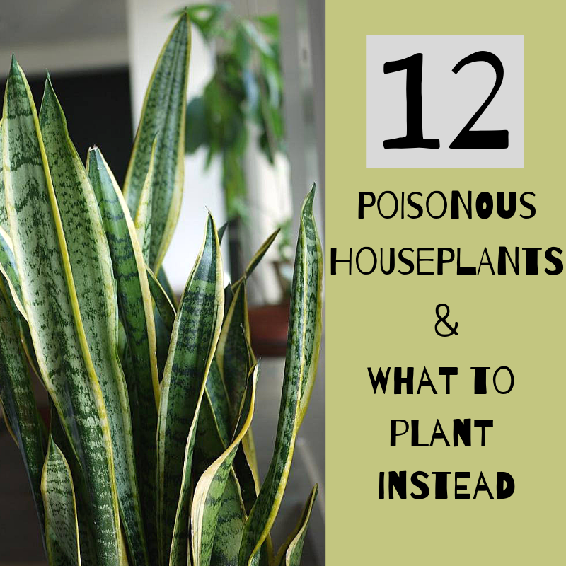 12 Poisonous Houseplants, Their Health Effects, and Safe Alternatives ...