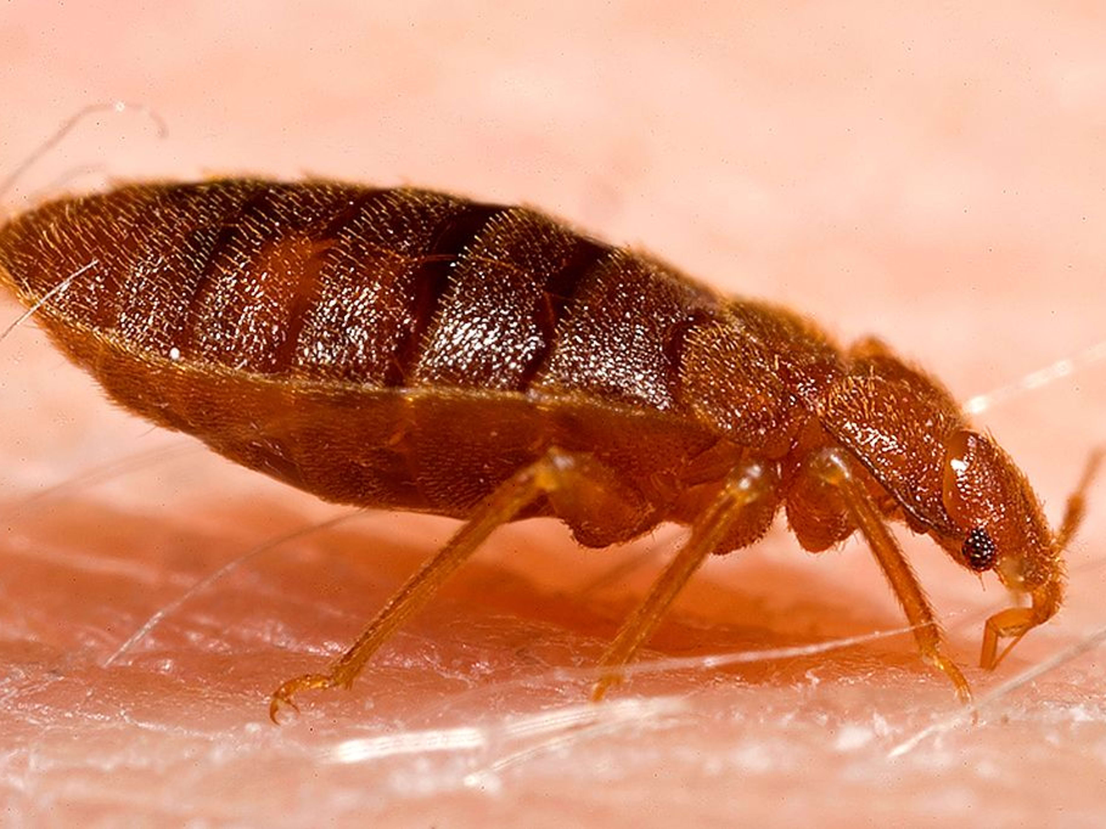 12 Easy DIY Ways to Get Rid of Bed Bugs Quickly: A Killer Guide - Dengarden