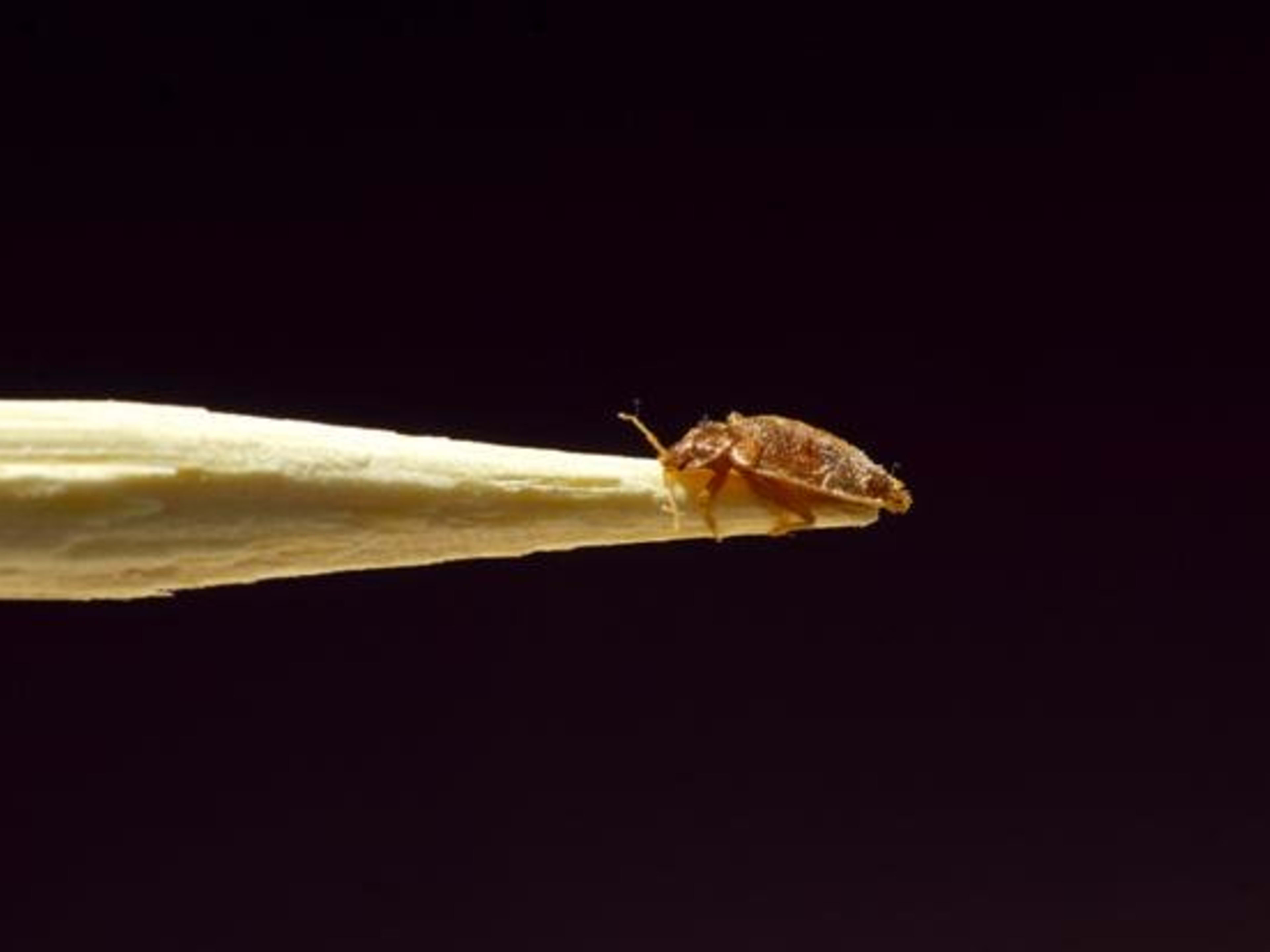 6 Effective Treatments to Get Bed Bugs Out of Your Car - Dengarden