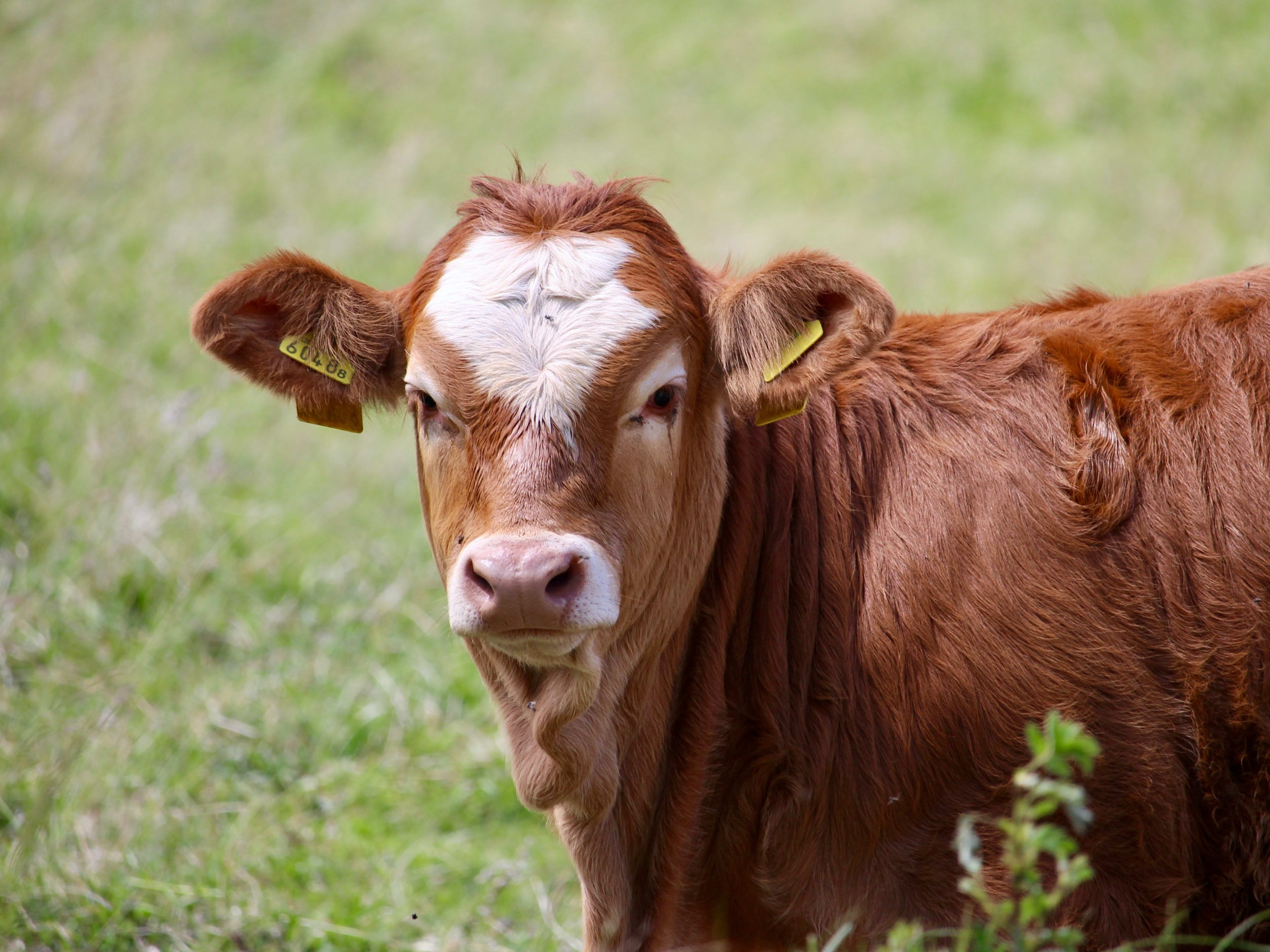 The Many Uses of Cow Dung: A Natural and Renewable Resource - Dengarden