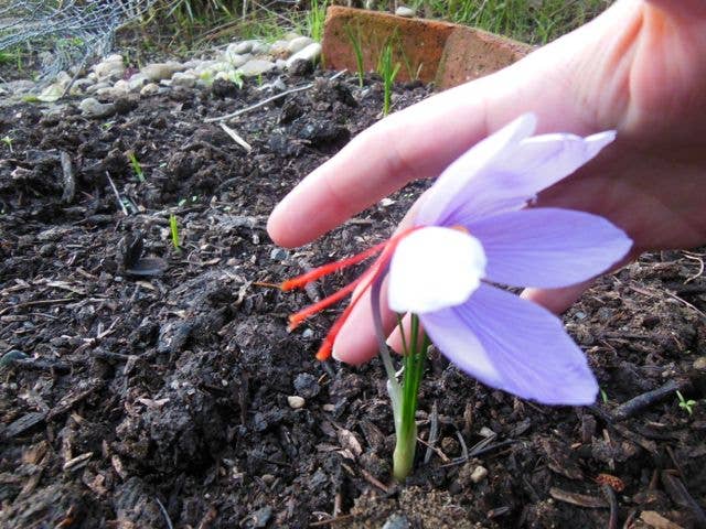How to Plant and Cultivate Saffron Bulbs at Home - Dengarden