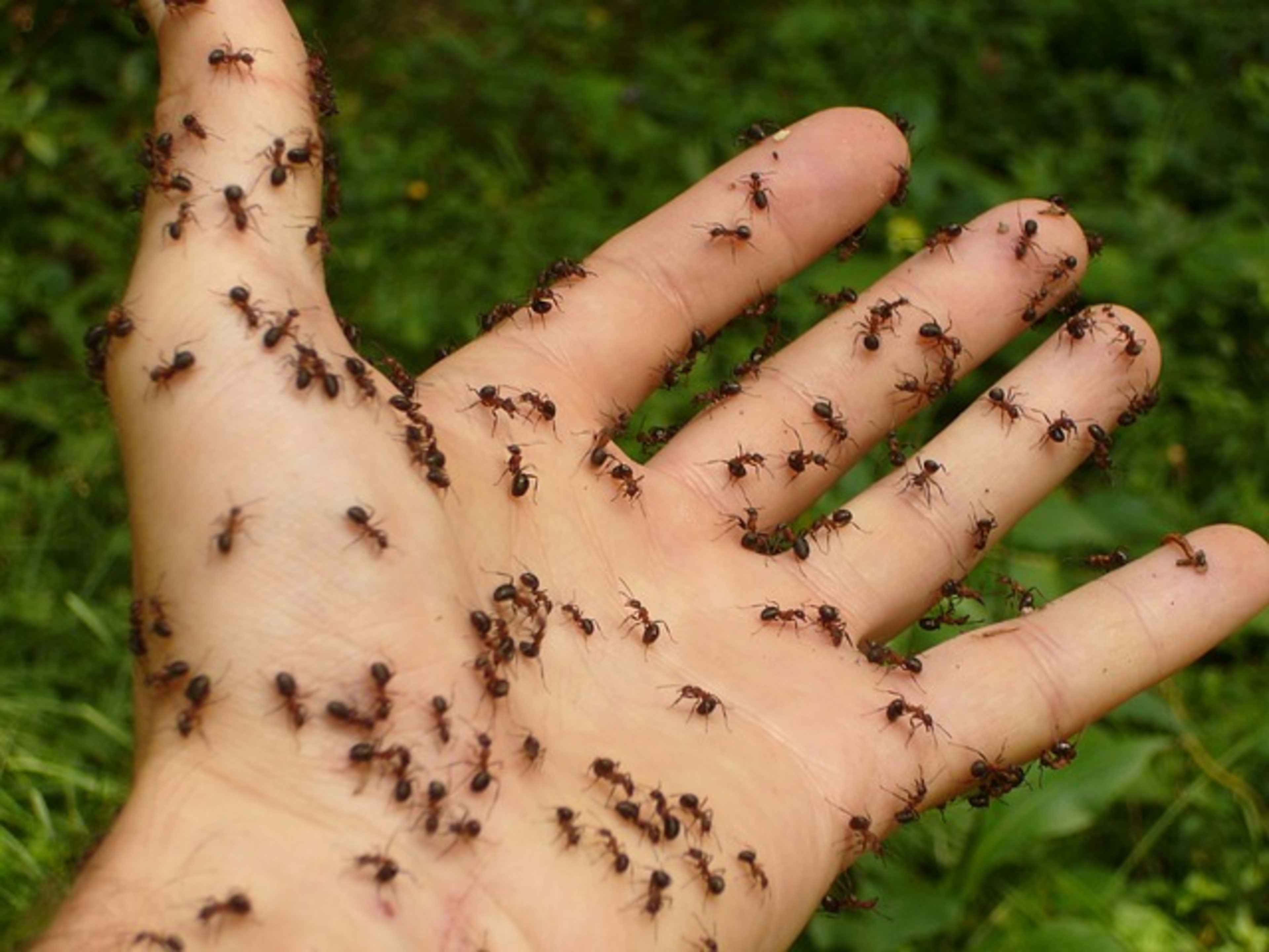 30 Easy DIY Ways to Get Rid of Ants in the Home and Garden