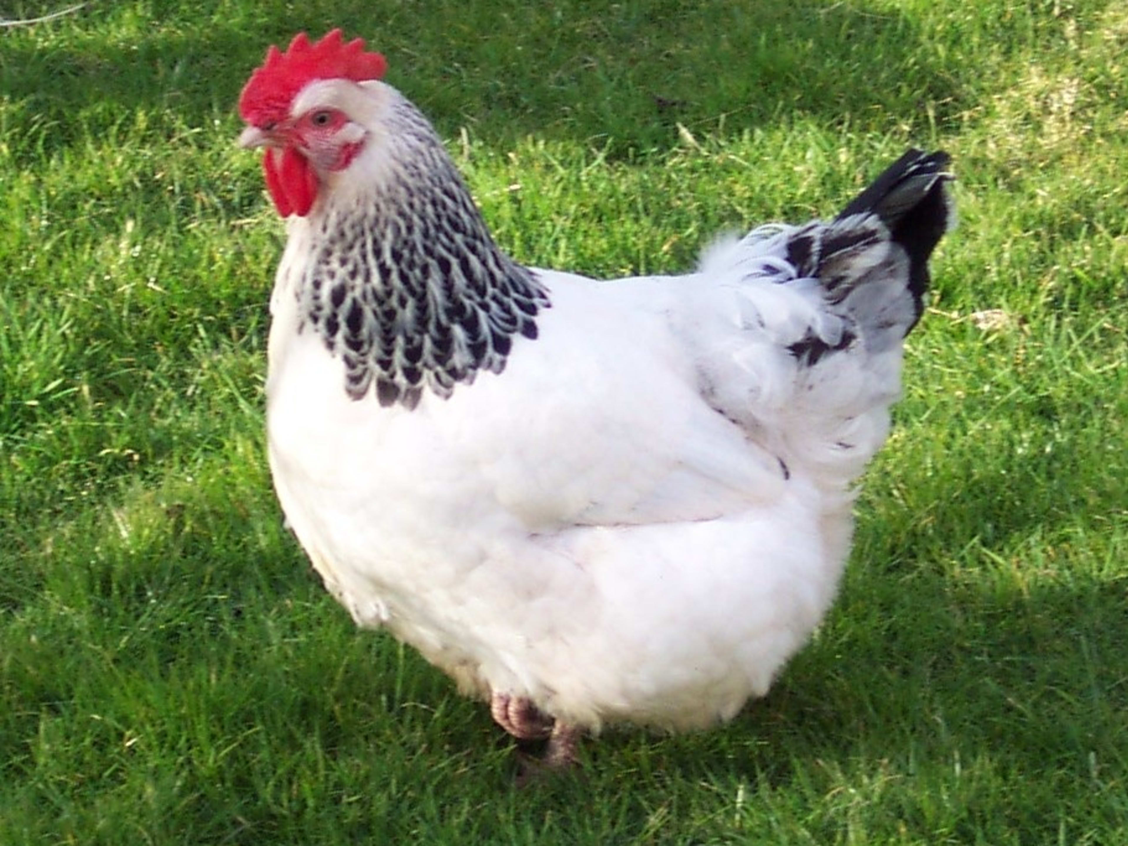 The Best 10 Dual-Purpose Chicken Breeds for Eggs and Meat - Dengarden
