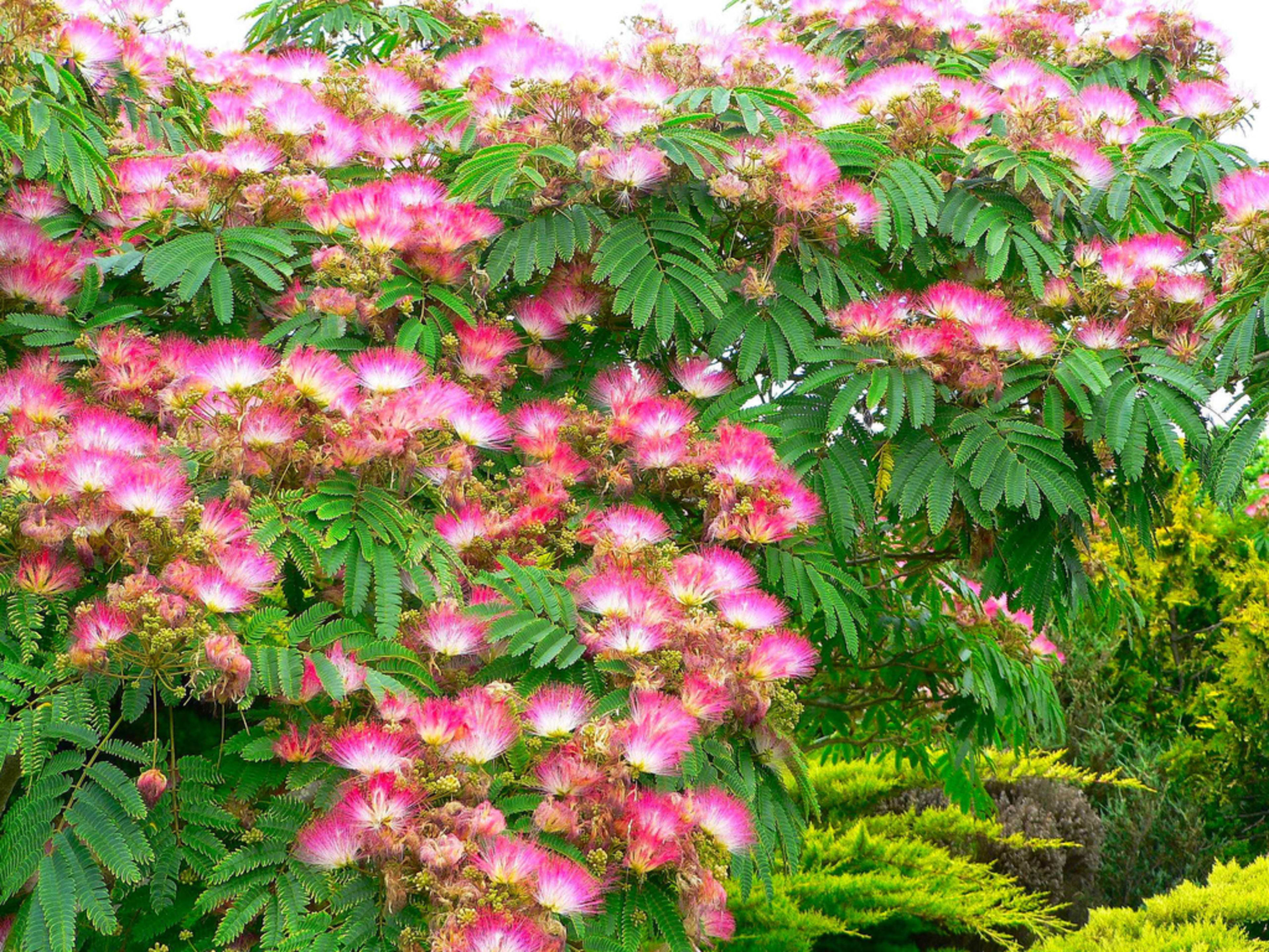 How to Grow or Remove Mimosa (Persian Silk) Trees - Dengarden