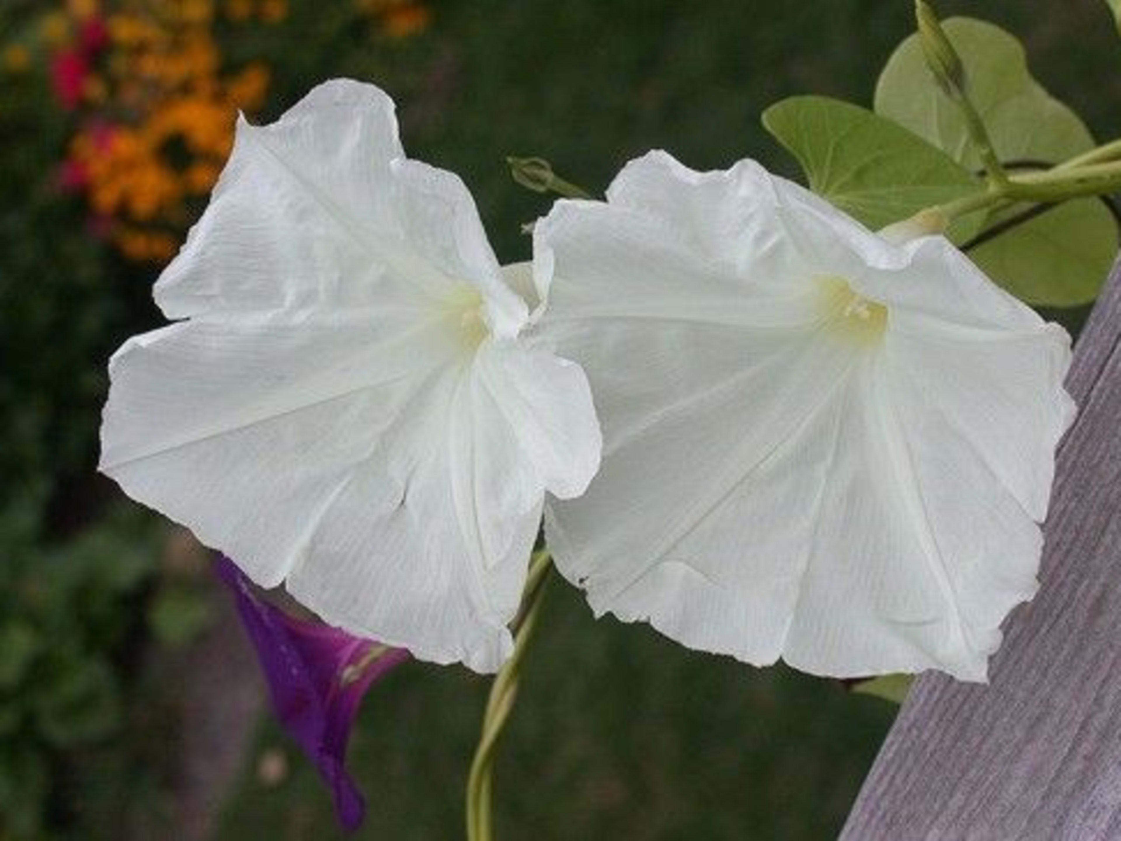 How to Grow Moonflowers: Night-Blooming Plants - Dengarden