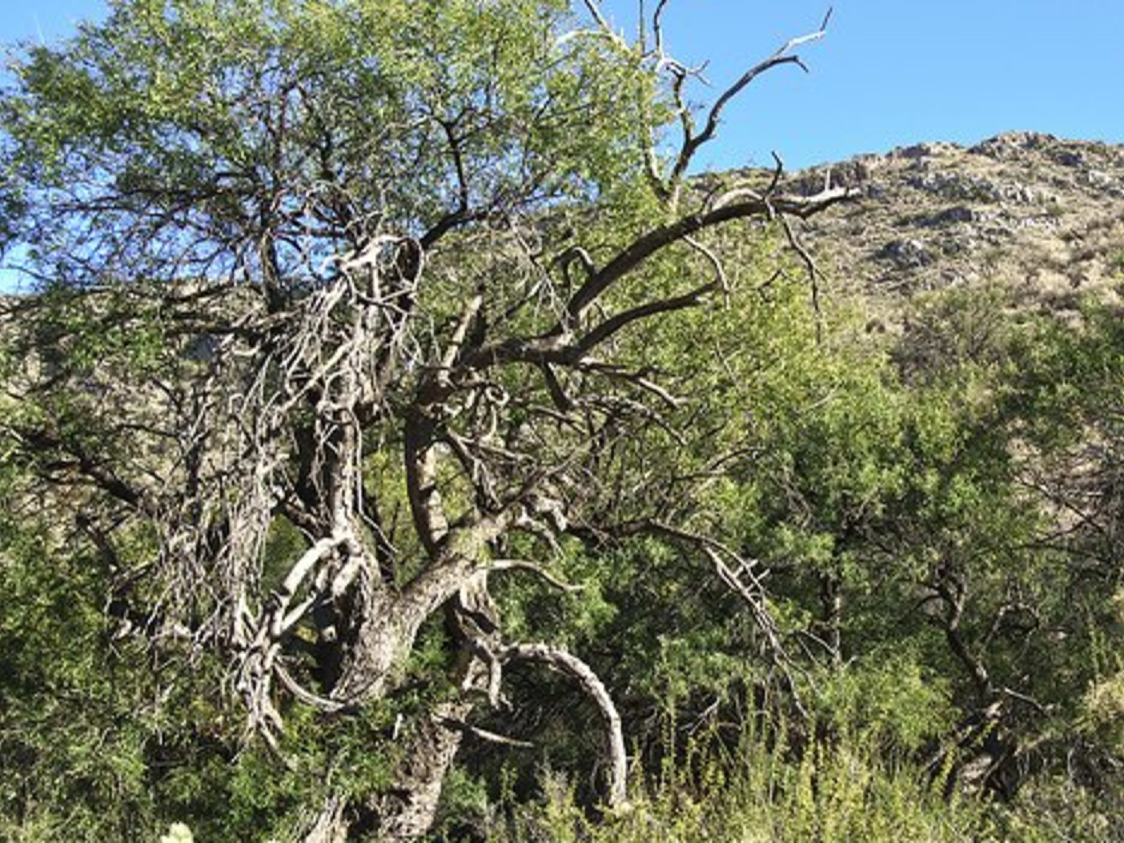 All About Mesquite or Devil Trees
