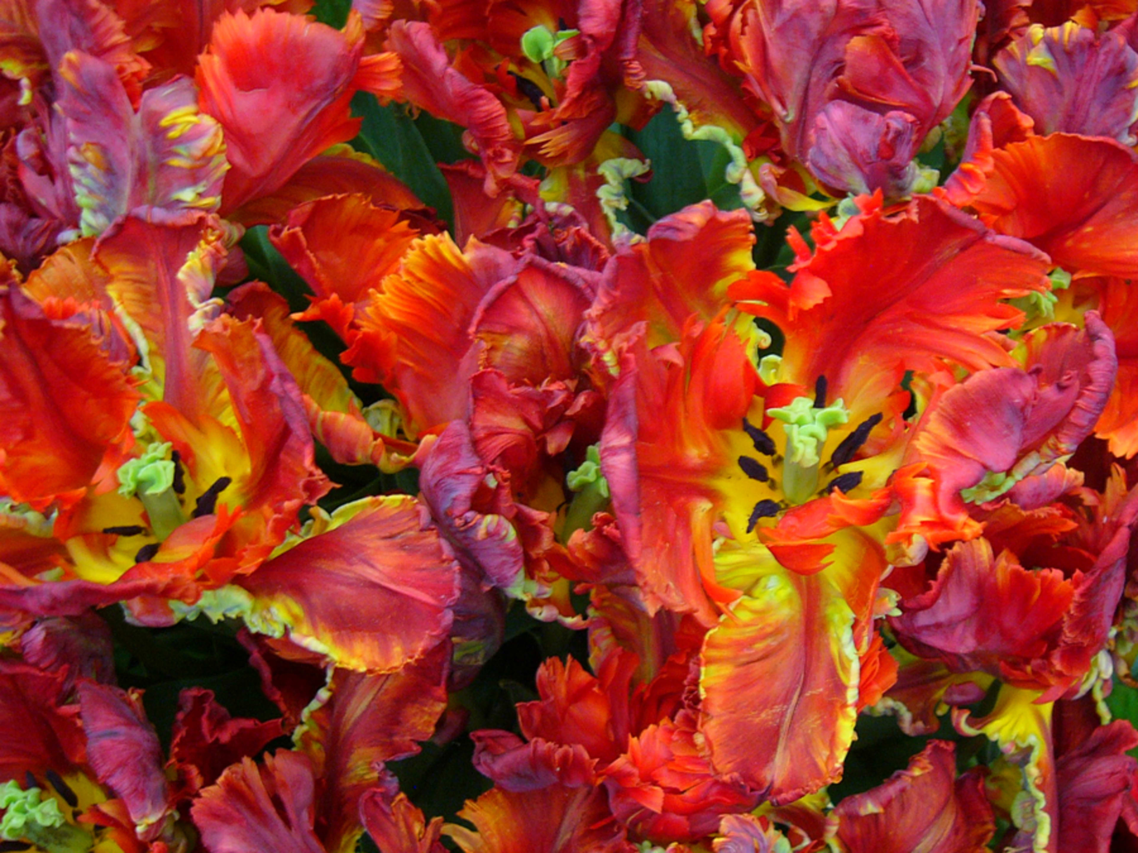 Parrot and Ruffled Tulips - Dengarden