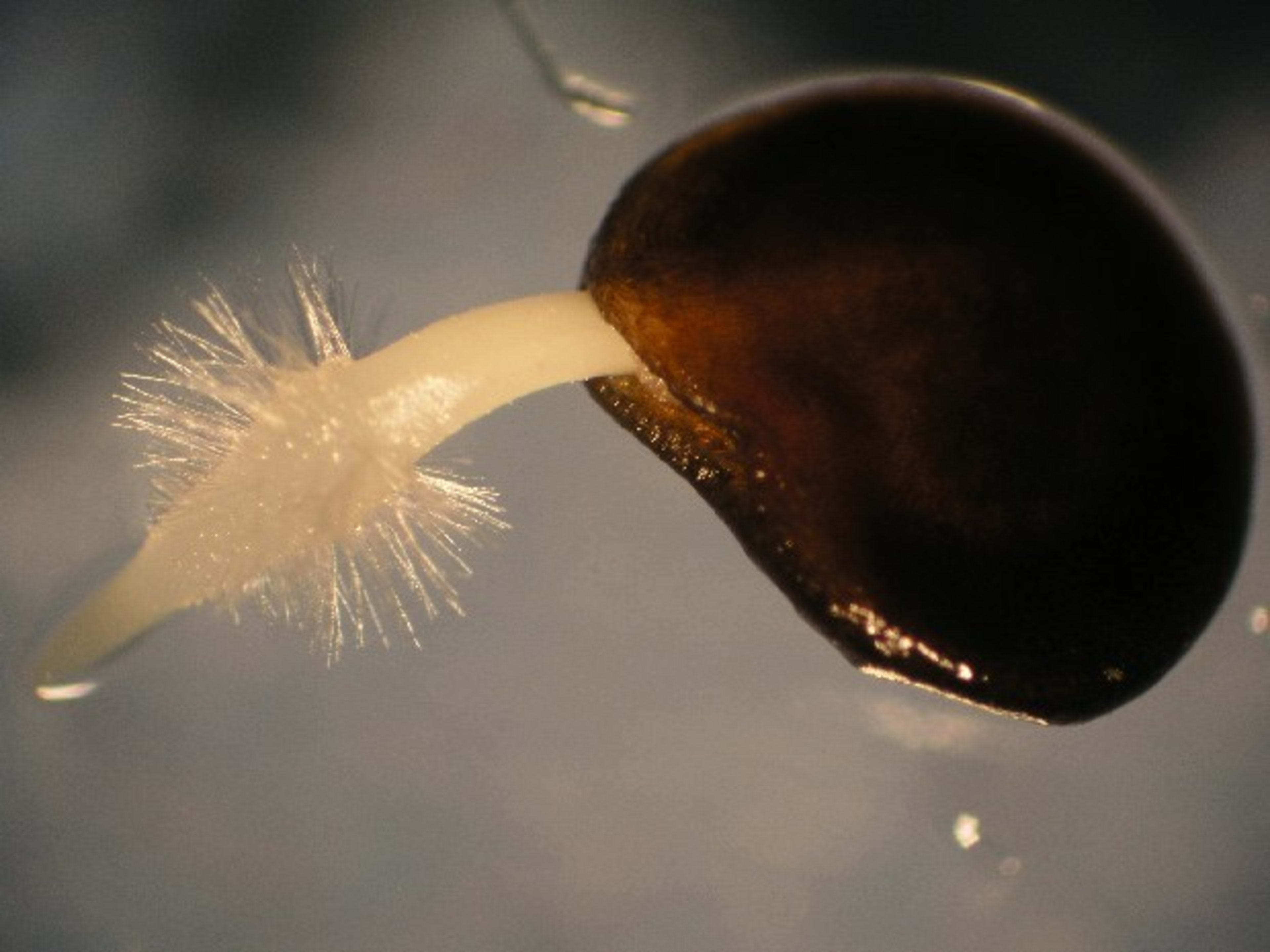 3 Methods of Seed Germination - Dengarden