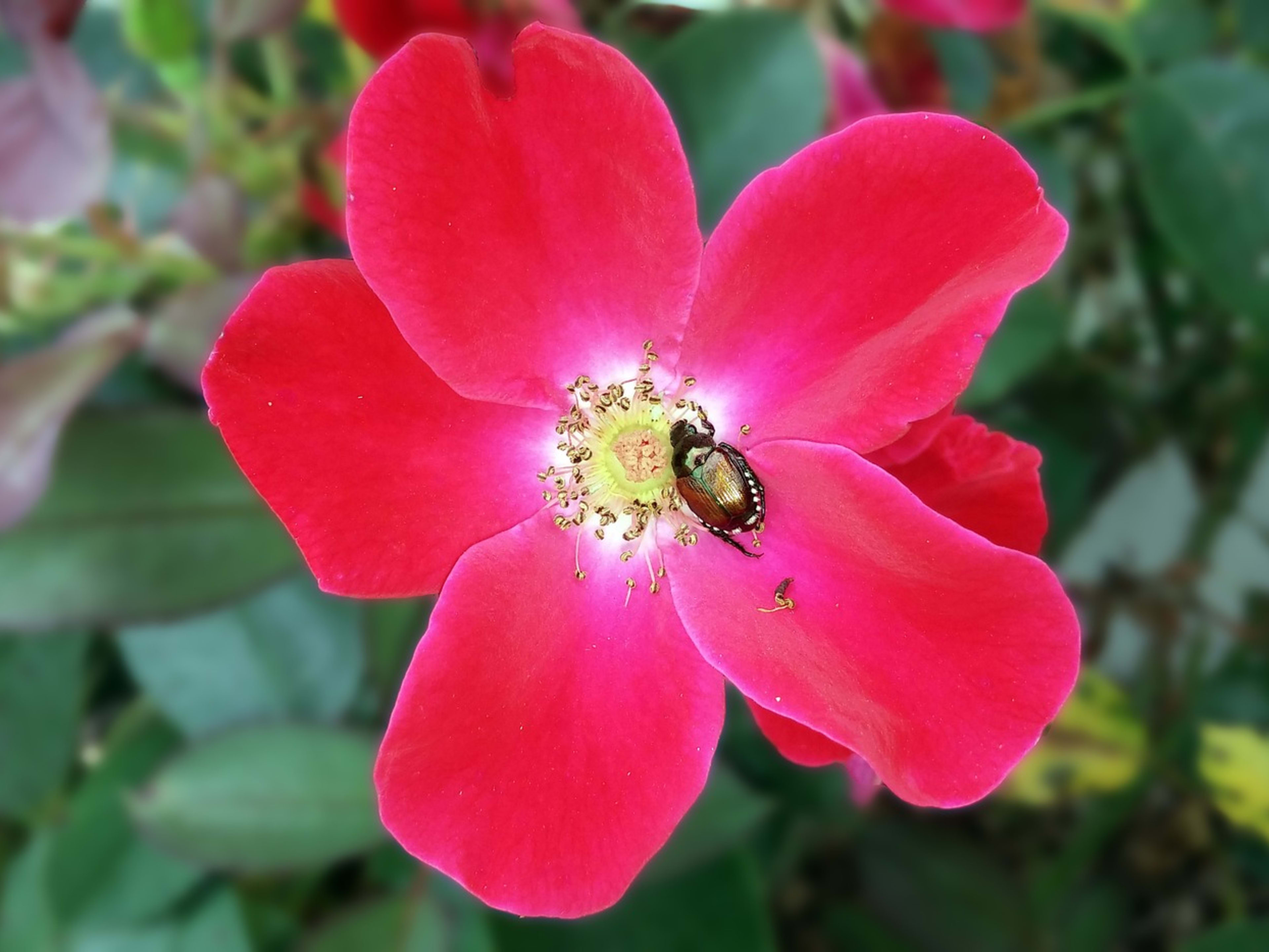 How to Keep Knockout Roses Blooming Through Fall - Dengarden