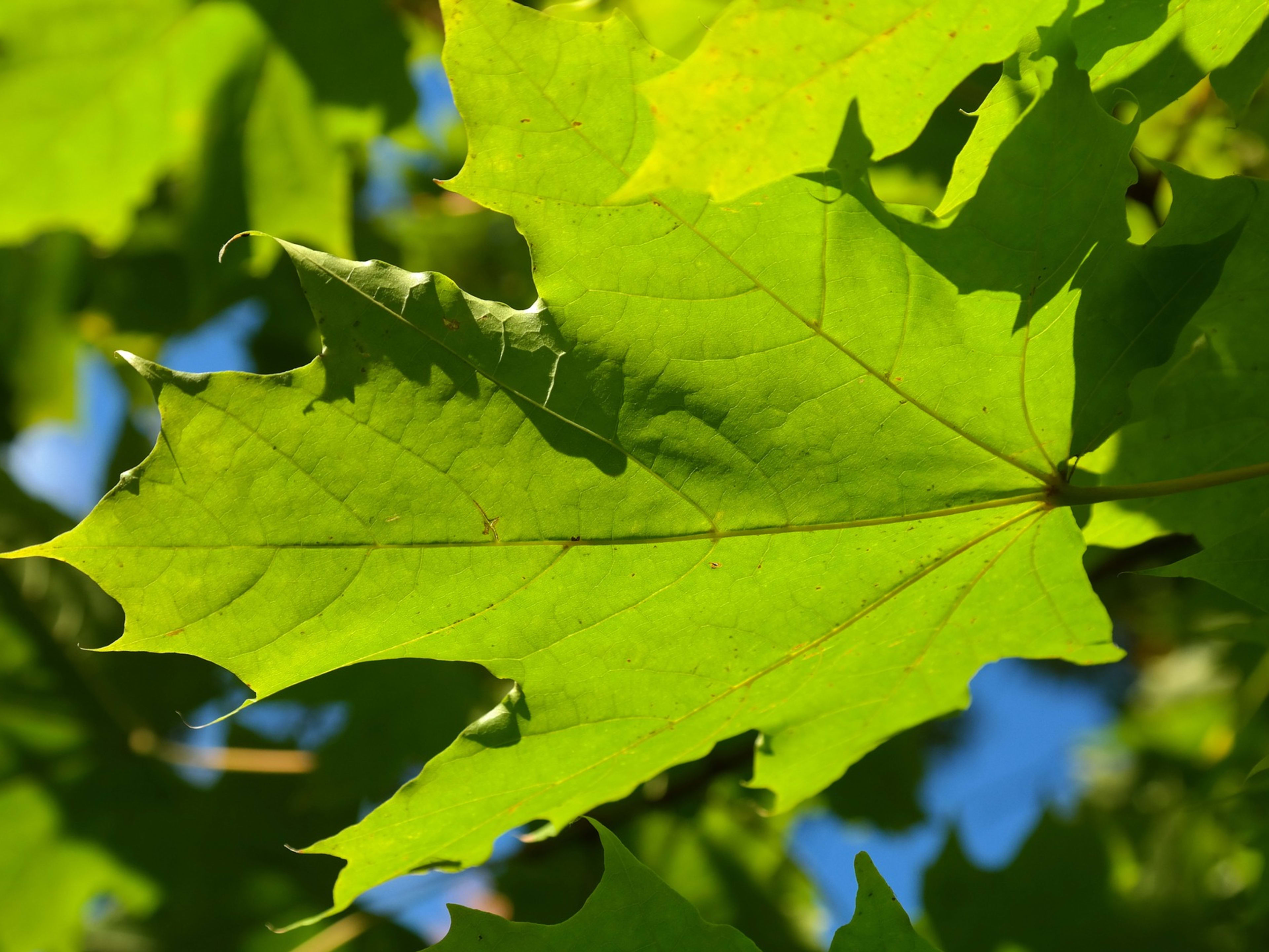 Silver Maple: Nuisance Tree or Landscaper's Dream?