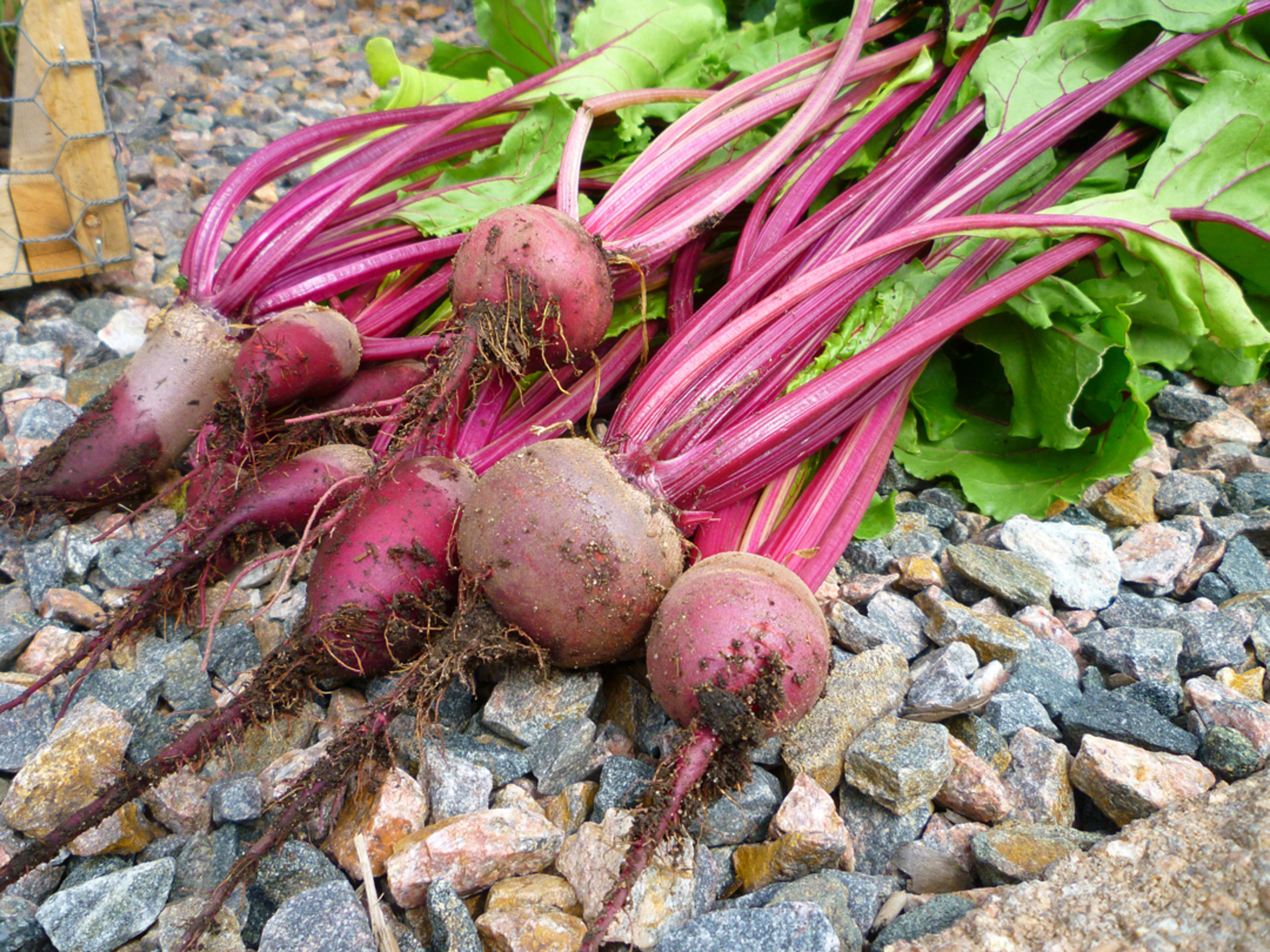 How to Grow Beets in a Container - Dengarden