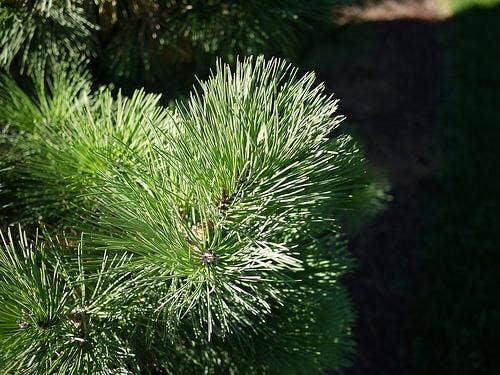 Pinus Nigra Pinus Nigra Subsp. Nigra | Plants Of The World Online