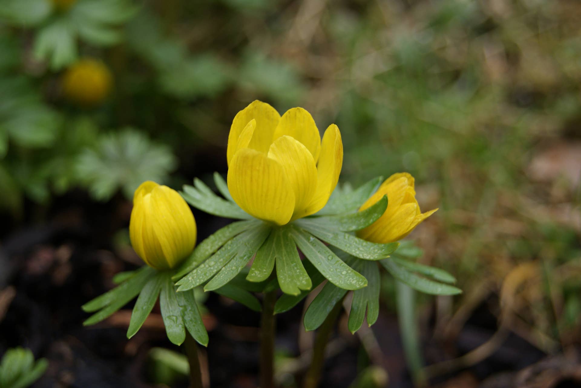 Early Spring Bulb Flower Yellow 34 Spring Flowers To Add To Your