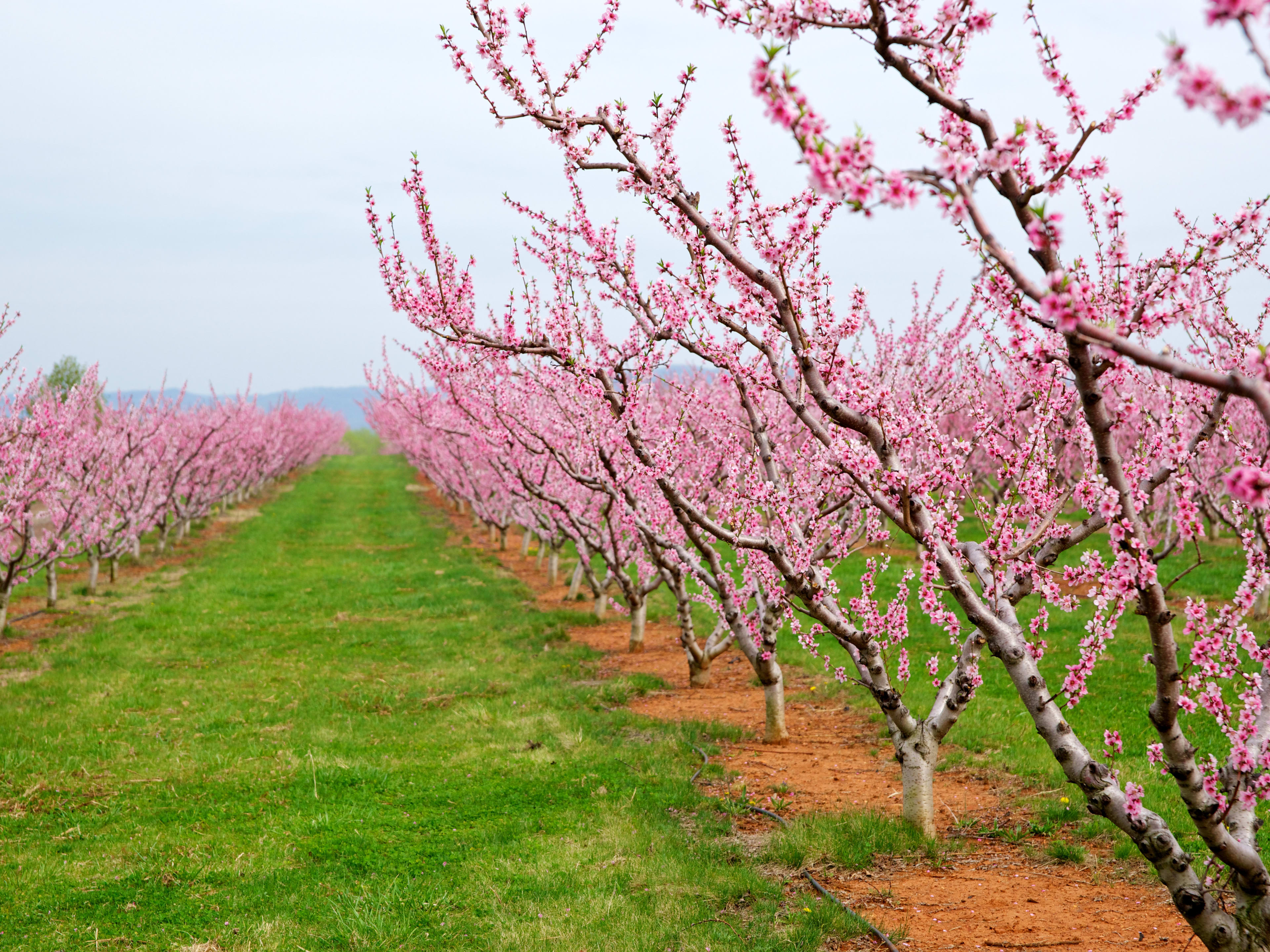 How to Grow a Peach Tree From Seed