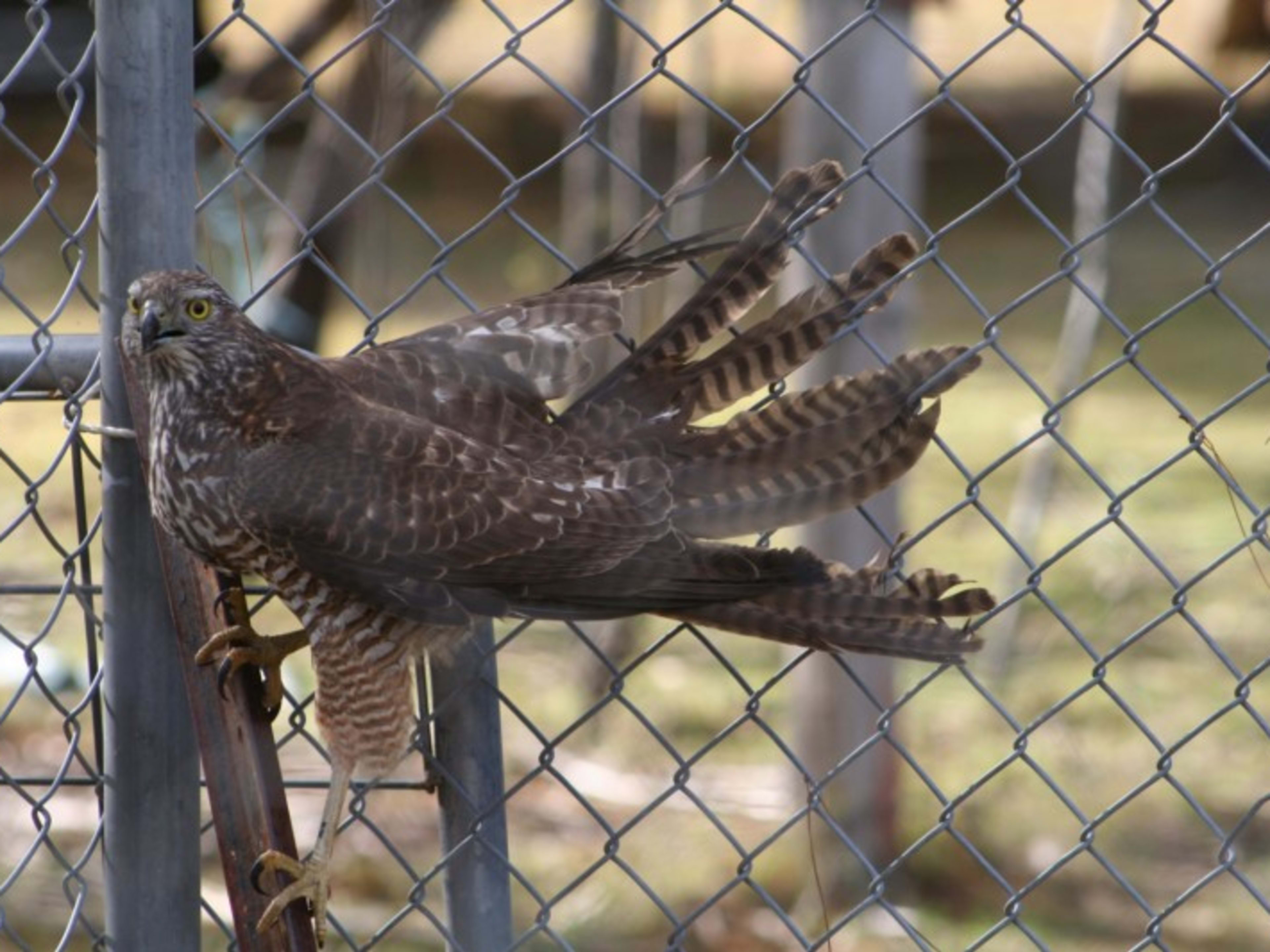 Tips for Building Sheds and Outdoor Structures - Dengarden