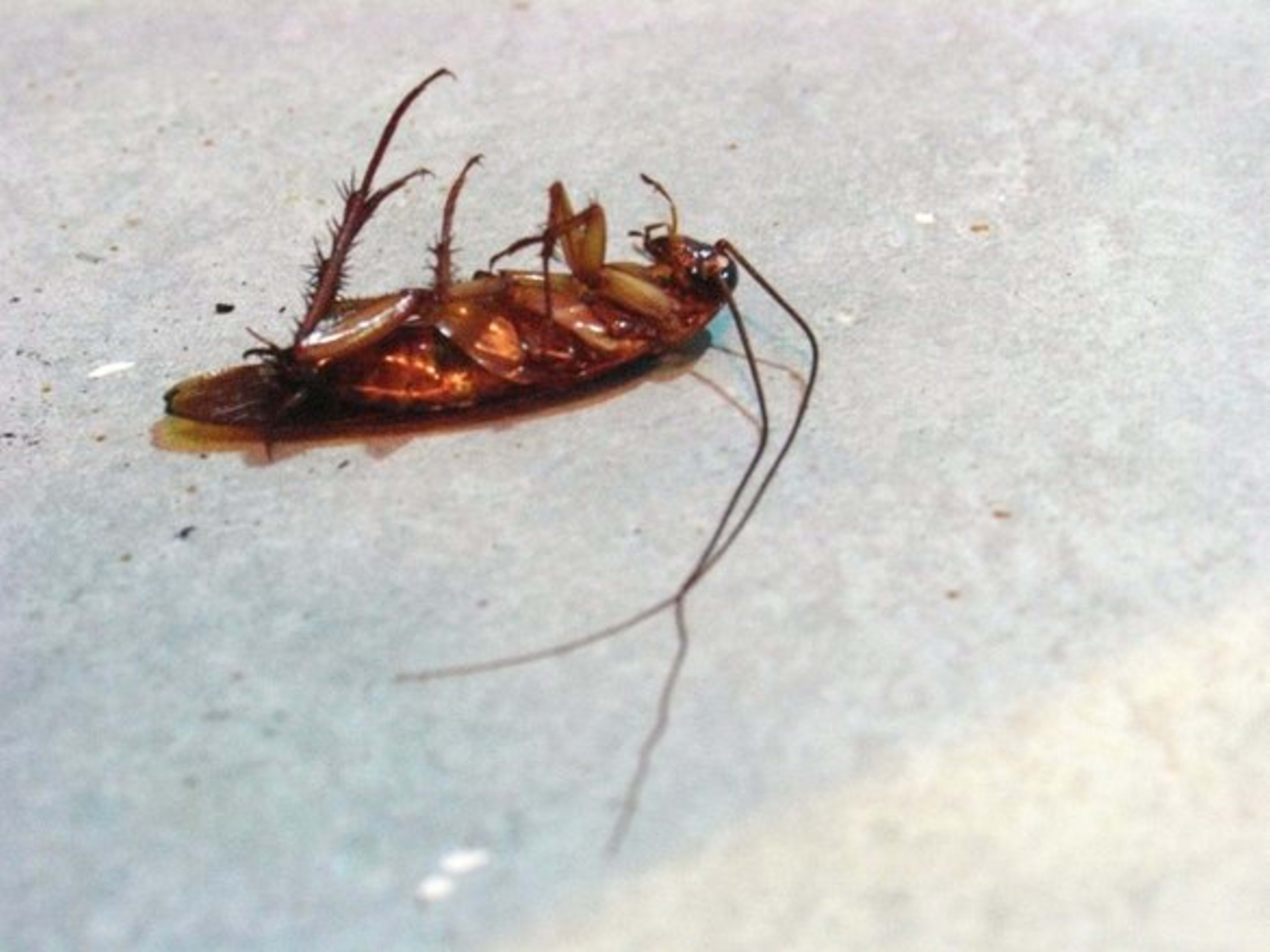 How to Email Landlord/Apartment Manager About Cockroaches - Dengarden