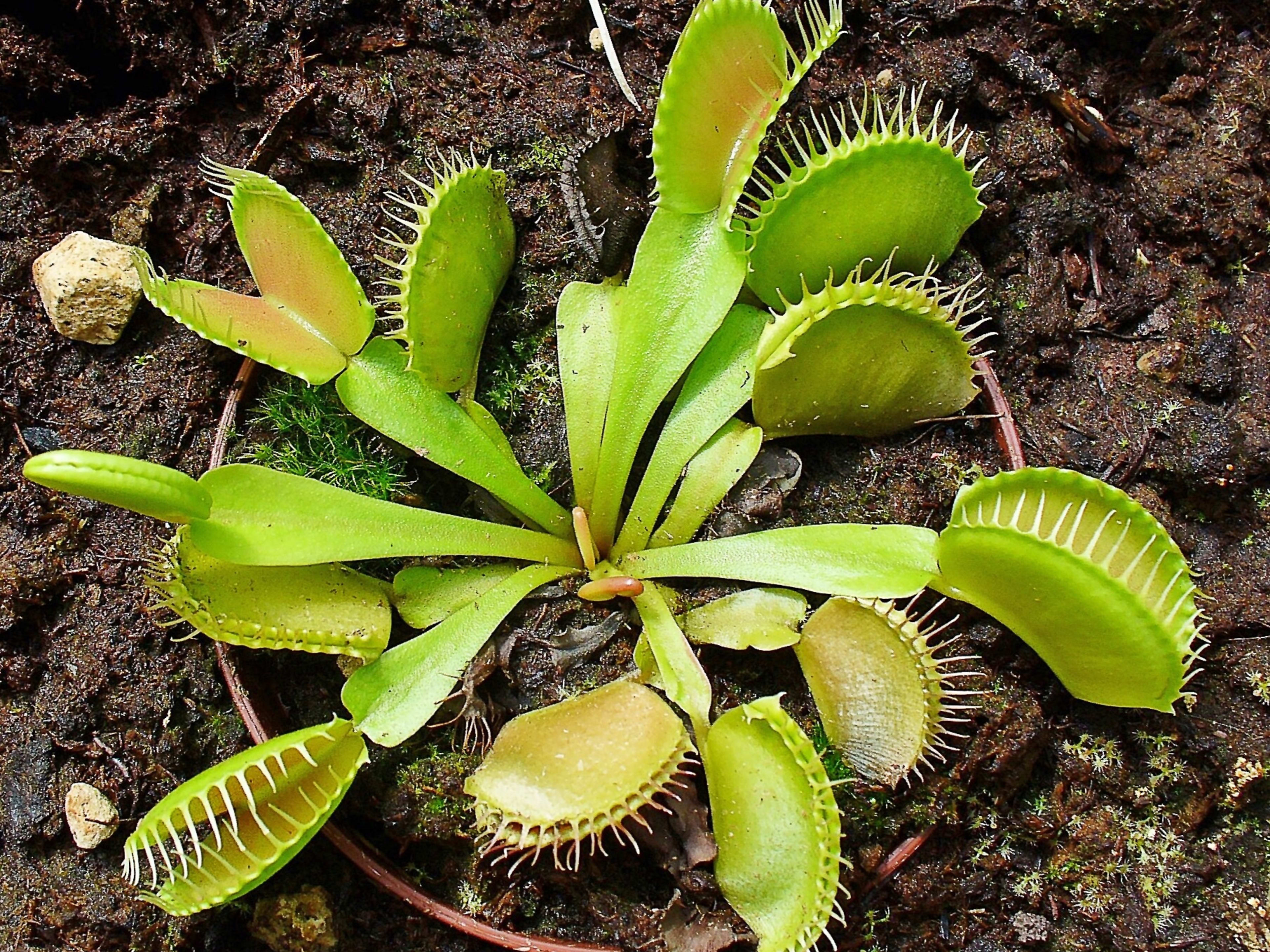 Venus Fly Trap Venus Flytrap Red Dragon (Dionaea Muscipula, Akai Ryu)