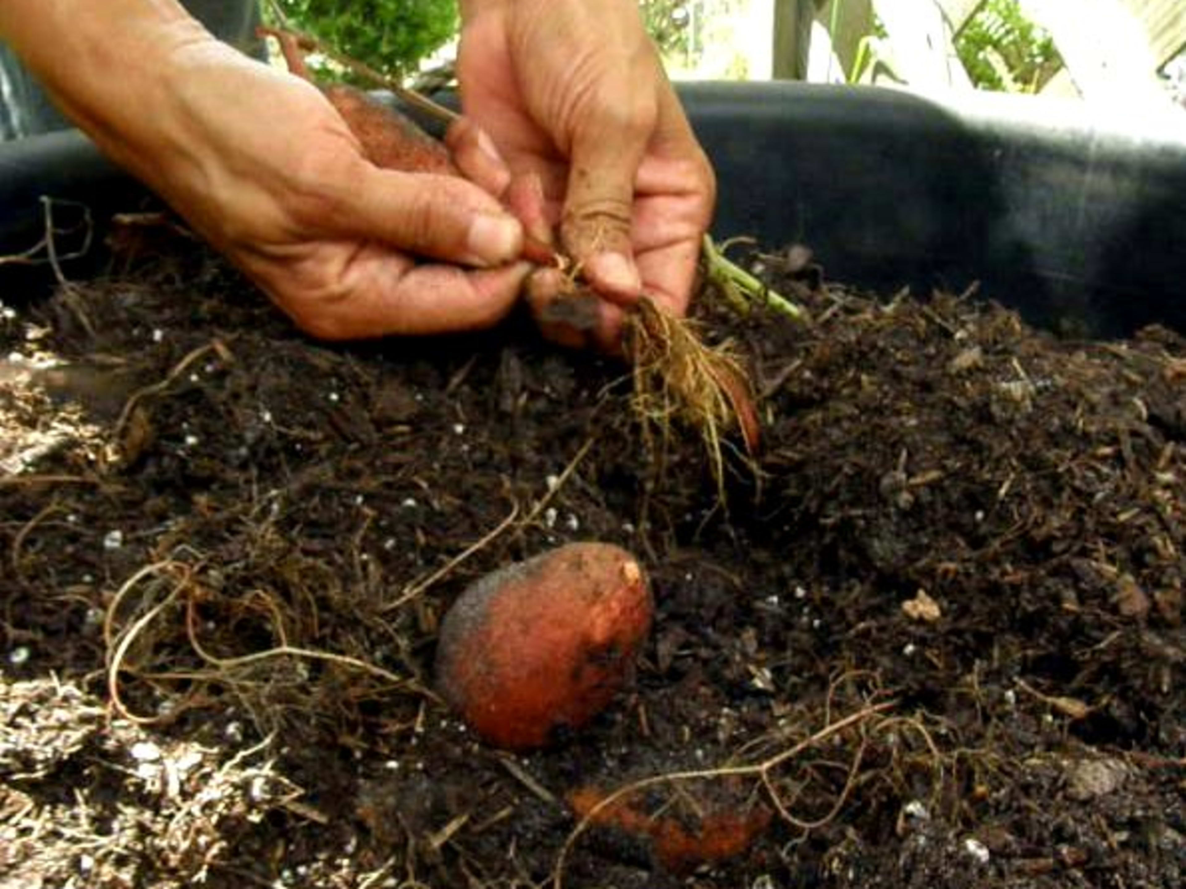 Gardener Demonstrates How Easy It Is to Start and Grow Sweet Potatoes ...