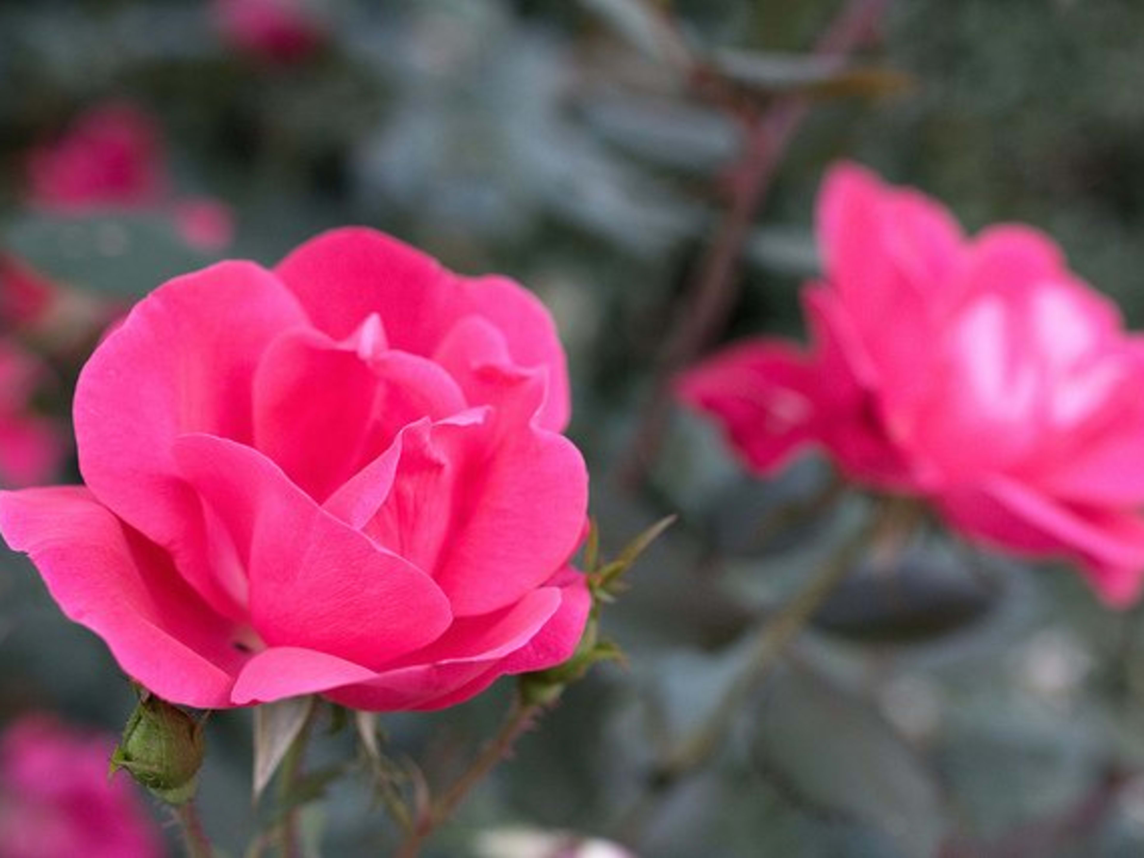 Growing and Caring for Knock Out Roses - Dengarden