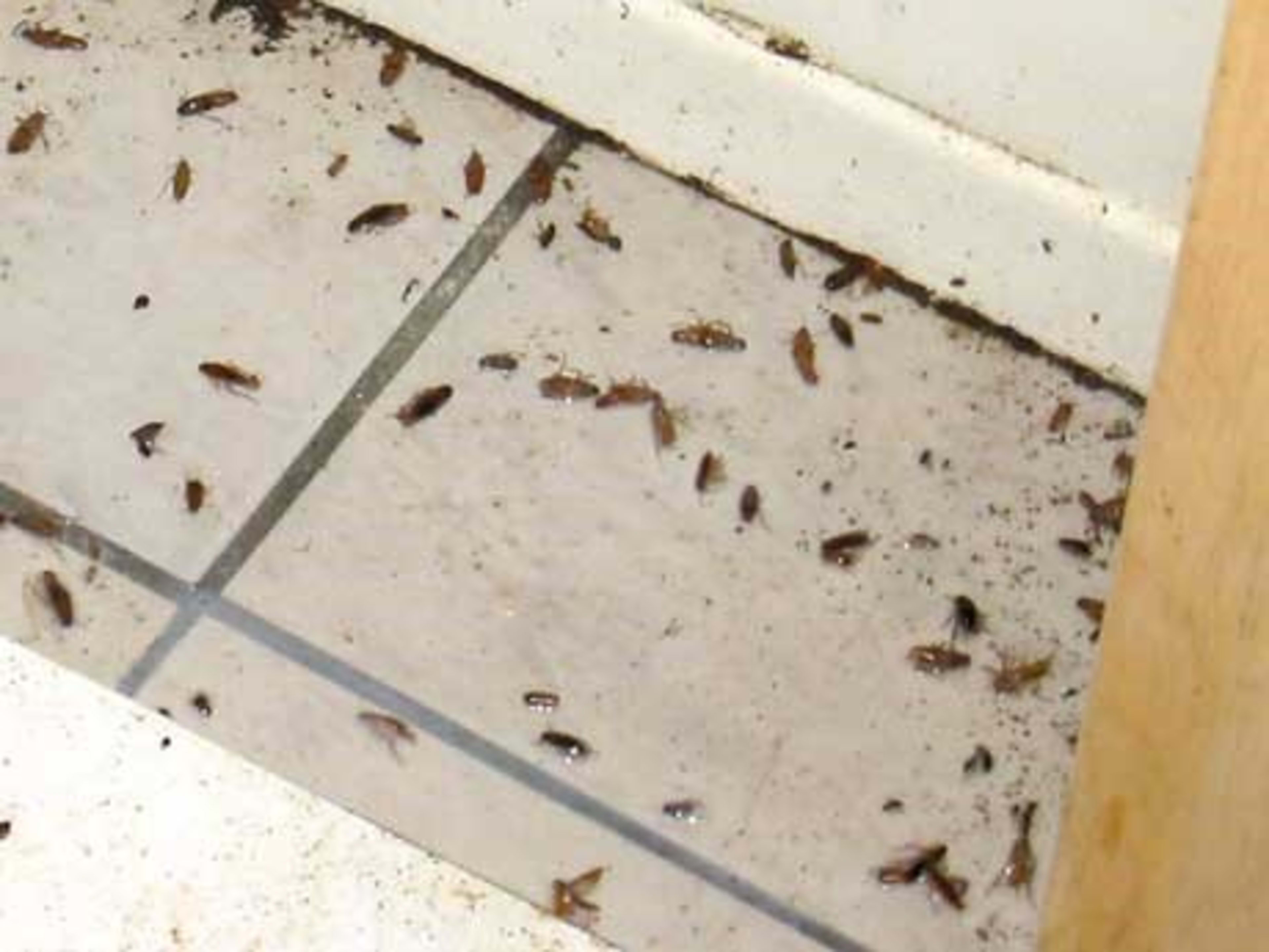 How to Get Rid of Roaches: DIY Cockroach Extermination - Dengarden
