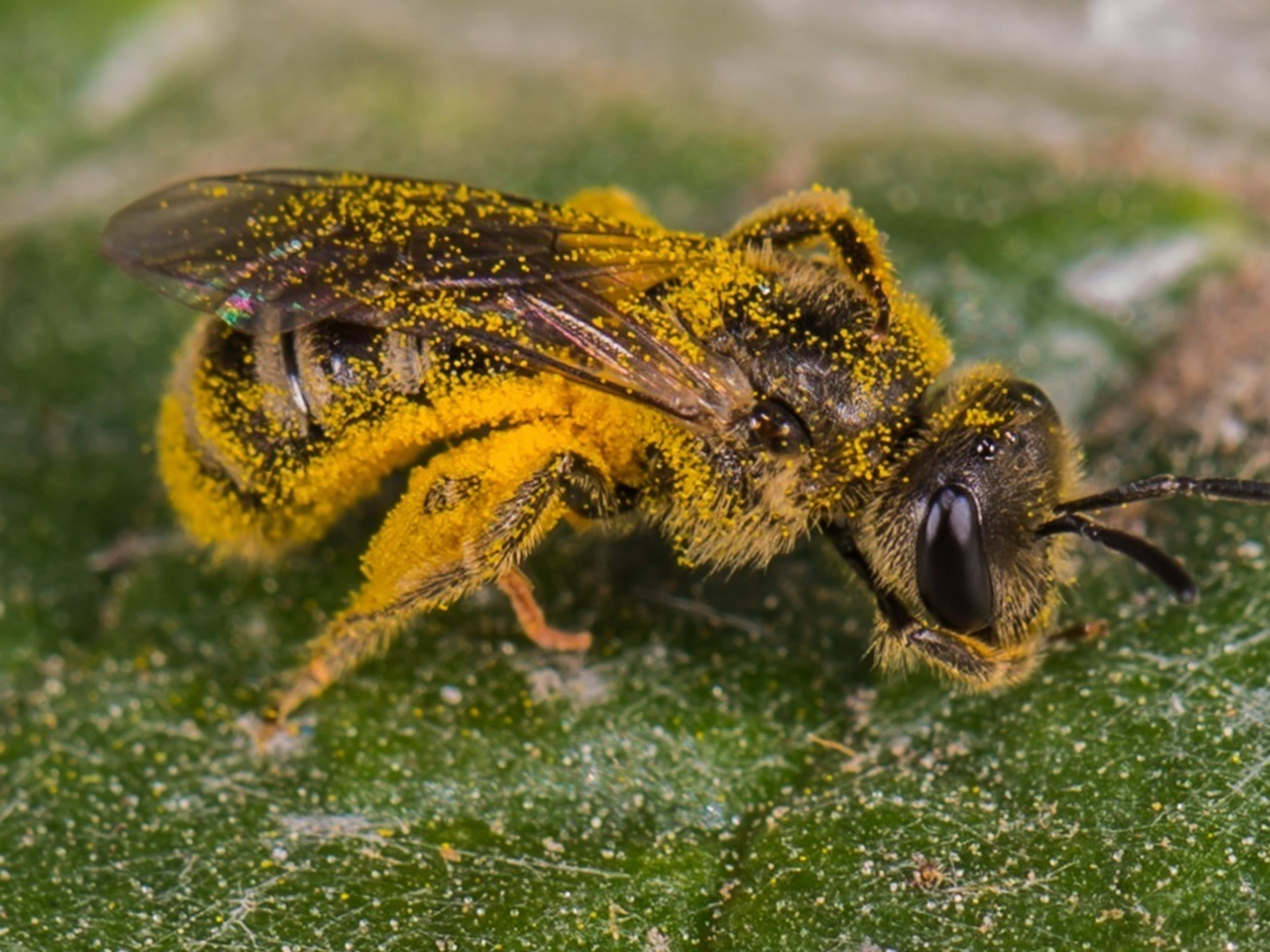 Pollinate Your Garden With Native (Mason) Bees - Dengarden