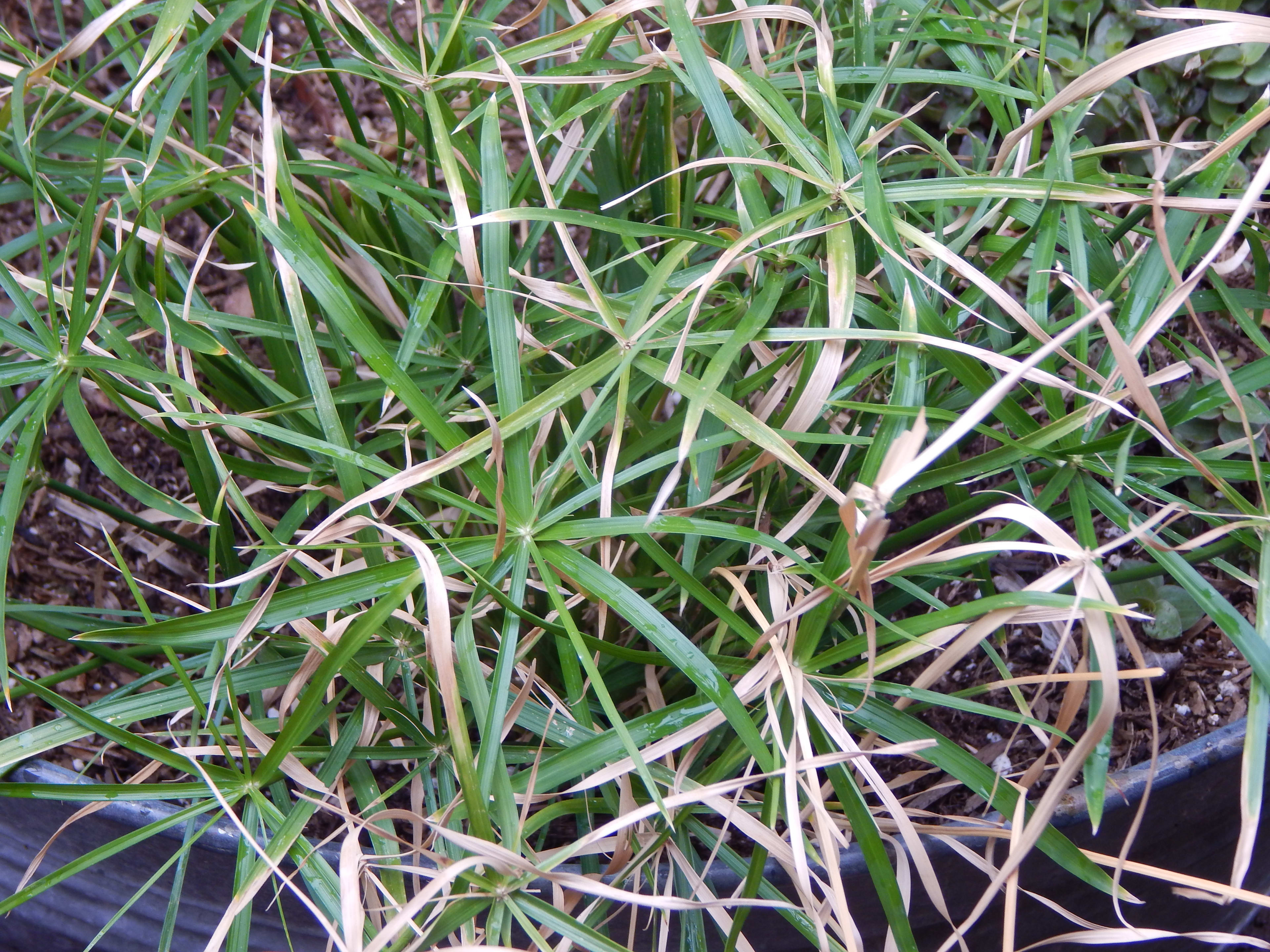 Growing Papyrus: For the Love of Water - Dengarden