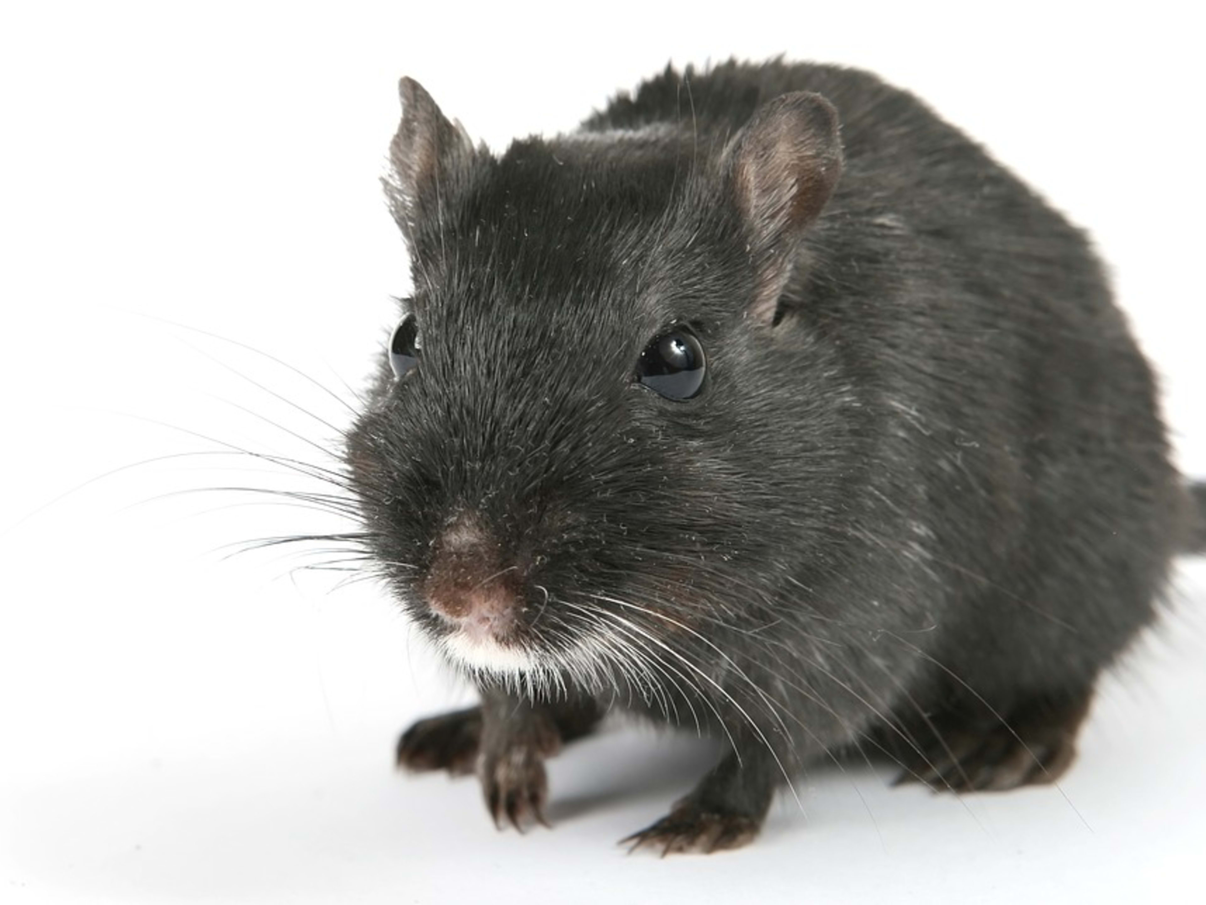 How to Deal With a Mouse in the House - Dengarden