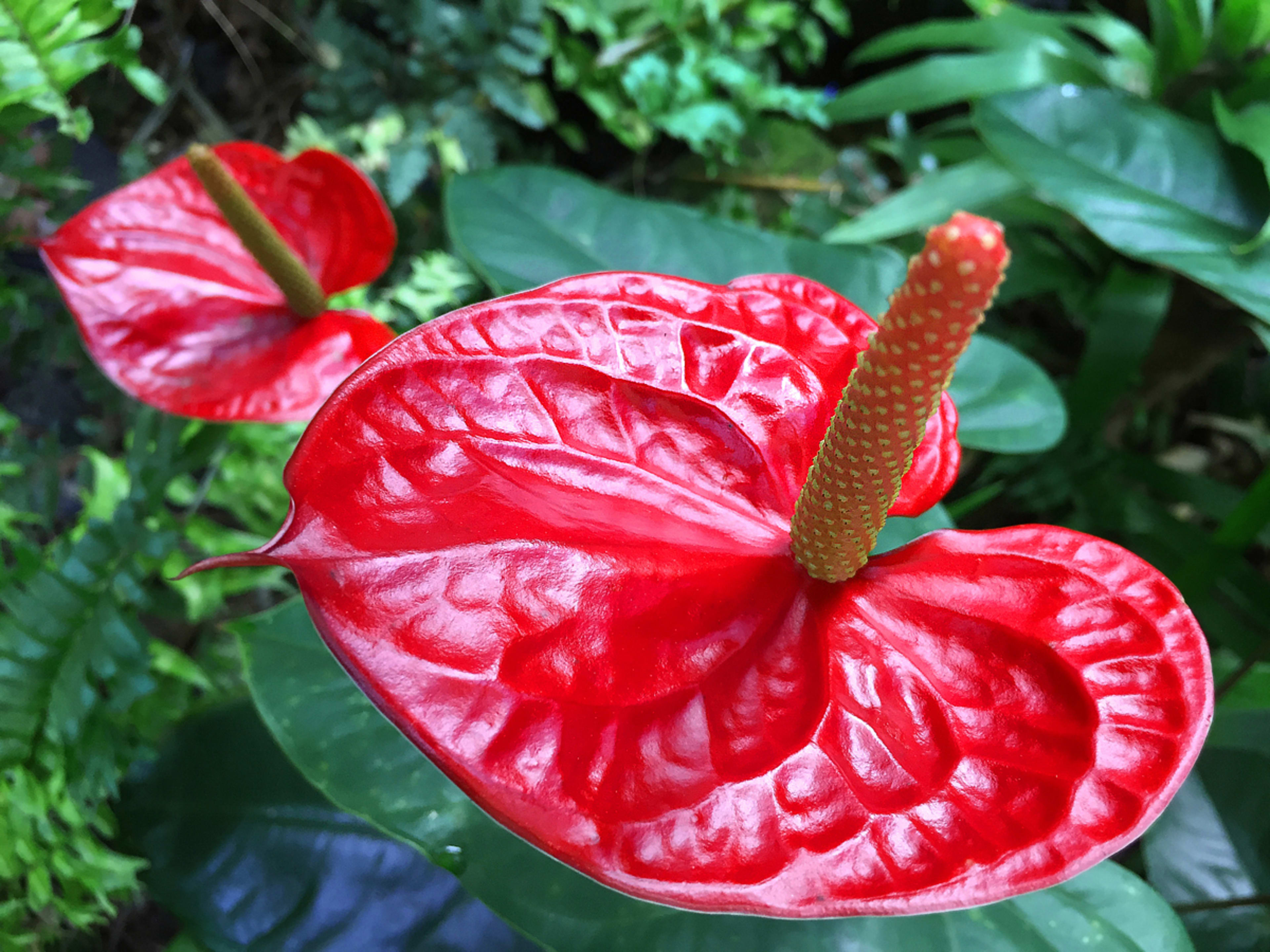 Tropical plant with red flowers store
