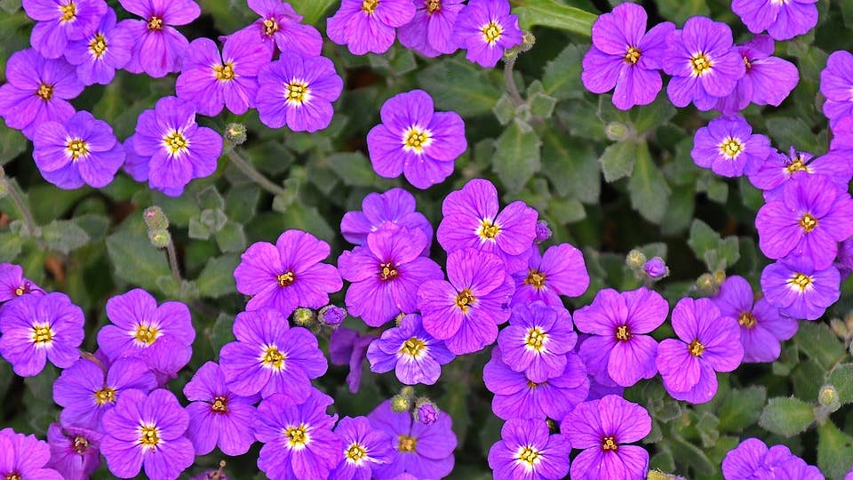 How to Plant and Grow Hardy Perennial Geraniums - Dengarden
