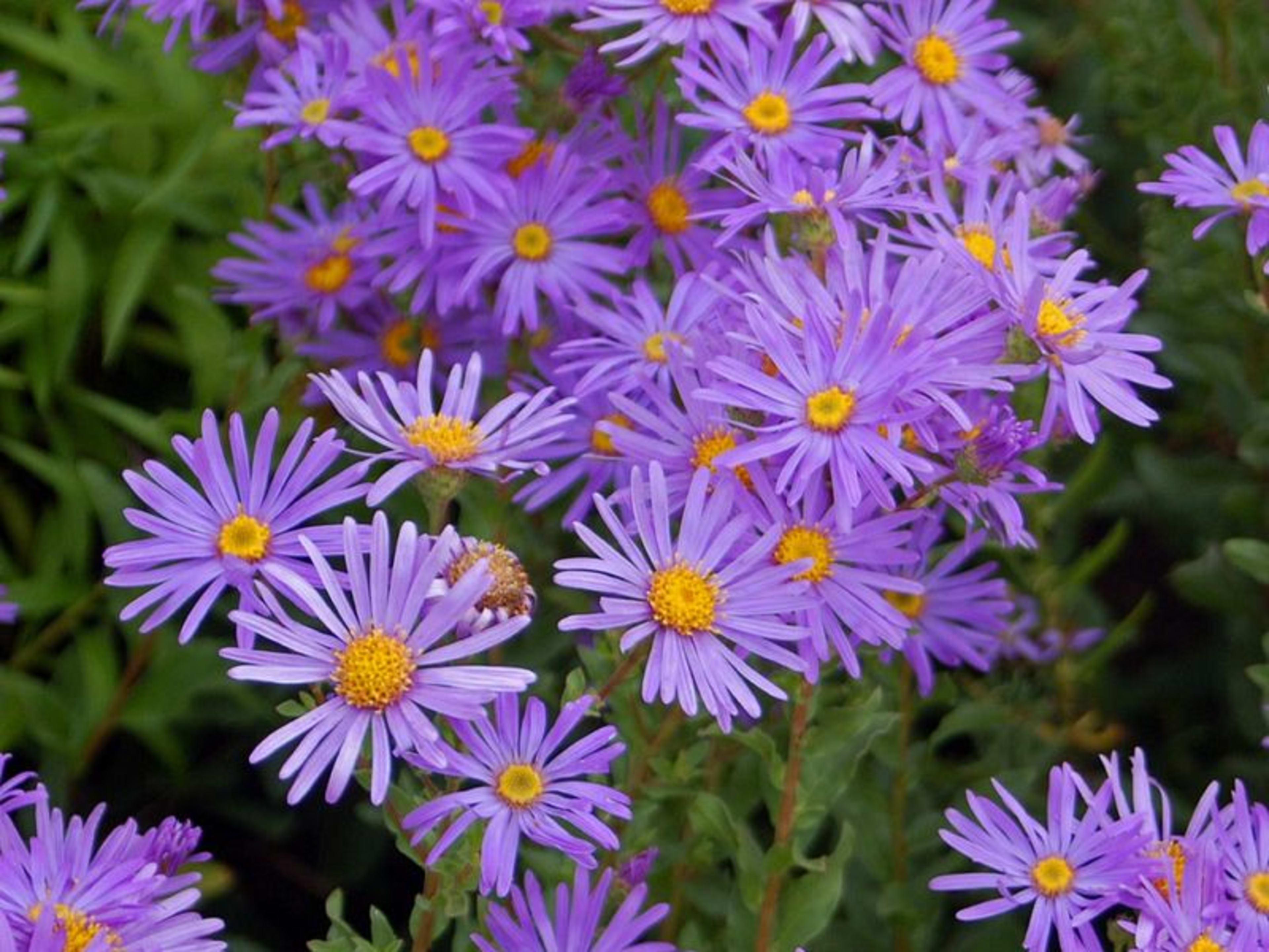 How to Plant, Grow, and Care for Hardy Asters