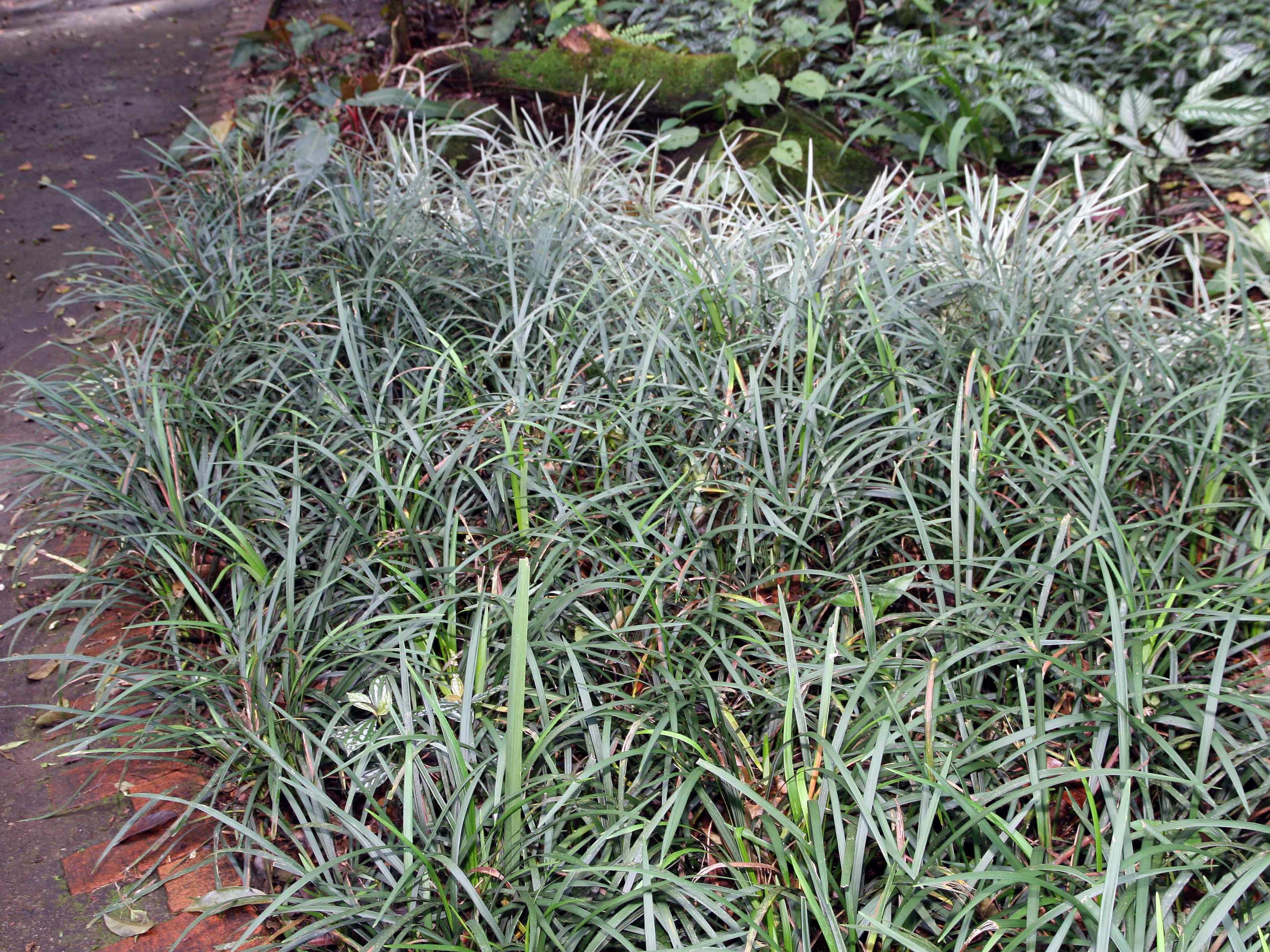 How to Care for Monkey Grass