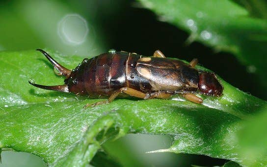 4 Ways to Control Earwig Damage in Your Vegetable Garden - Dengarden