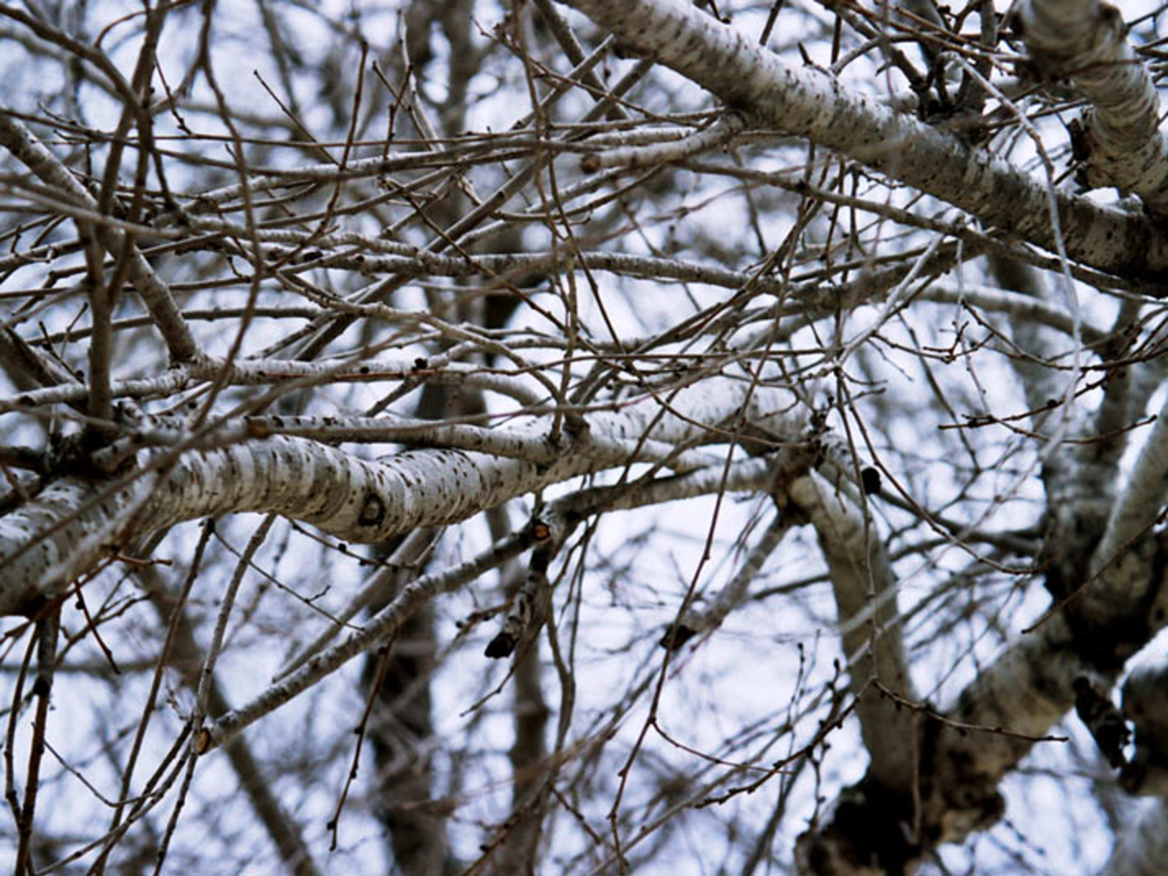 Why and When You Should Remove Tree Limbs - Dengarden